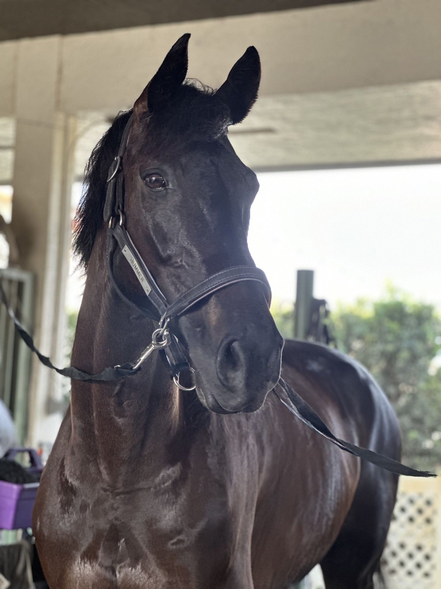 KWPN Wallach 13 Jahre 173 cm Dunkelbrauner in Fort Lauderdale