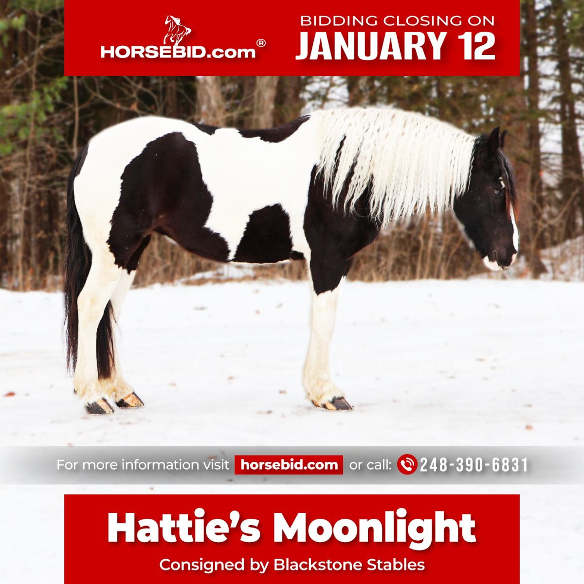 Friesian horses Mix Mare 7 years 15,1 hh Pinto in Howell