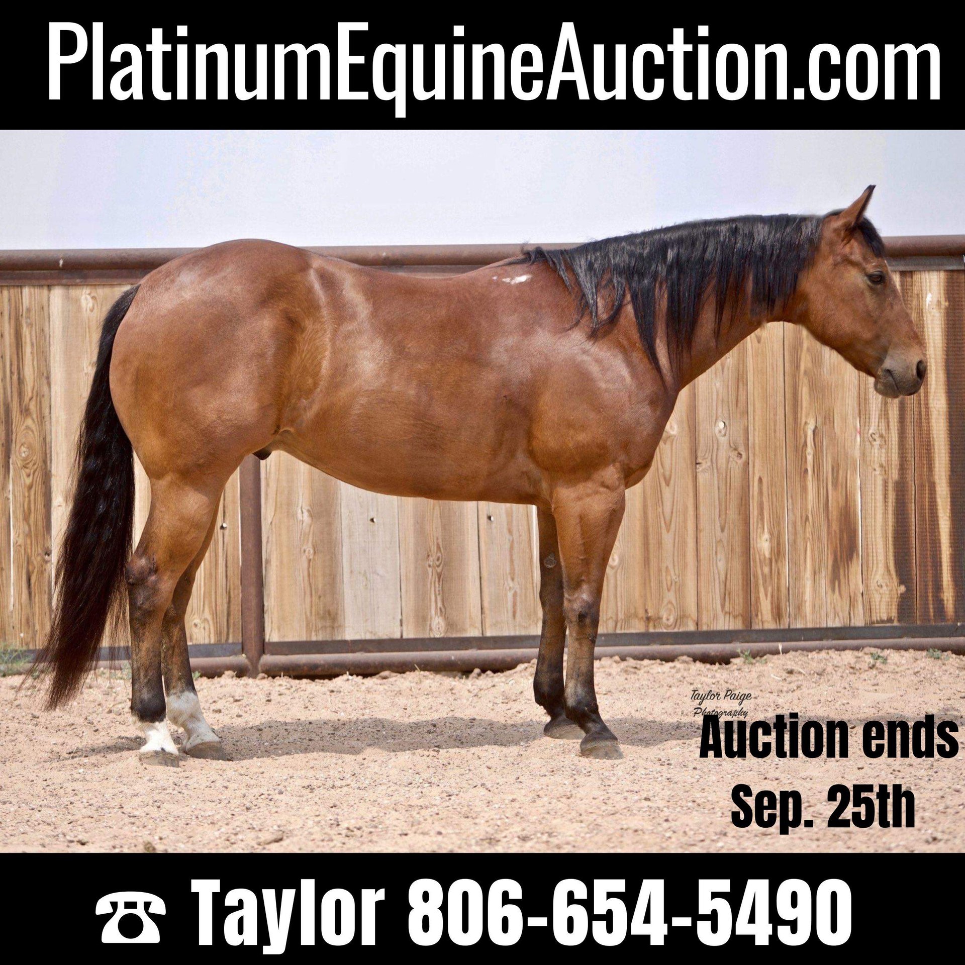 American Quarter Horse Gelding 8 years 15 hh Bay in aMARILLO tx