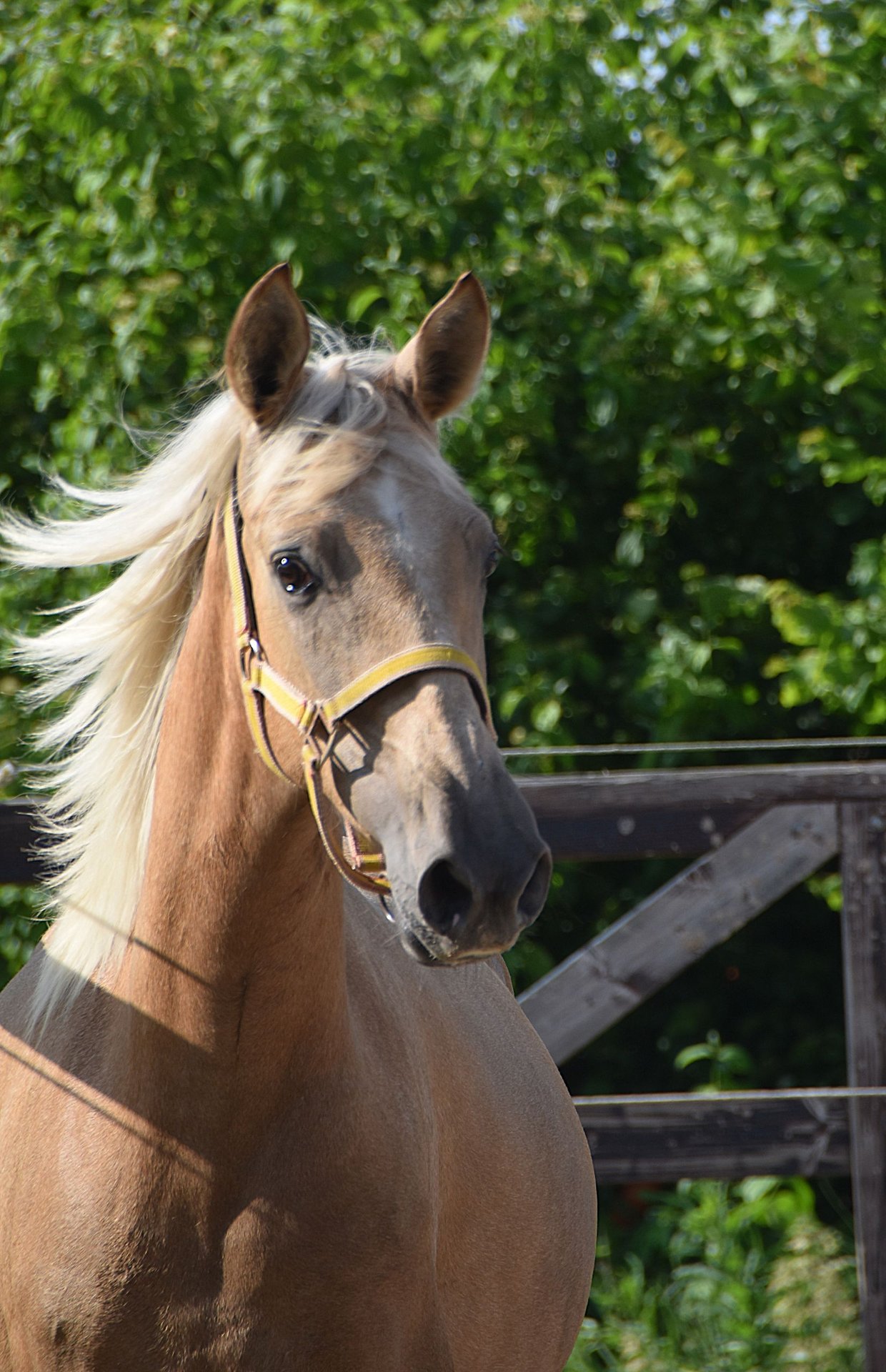 PRE Mare 1 year Grey in Manhay
