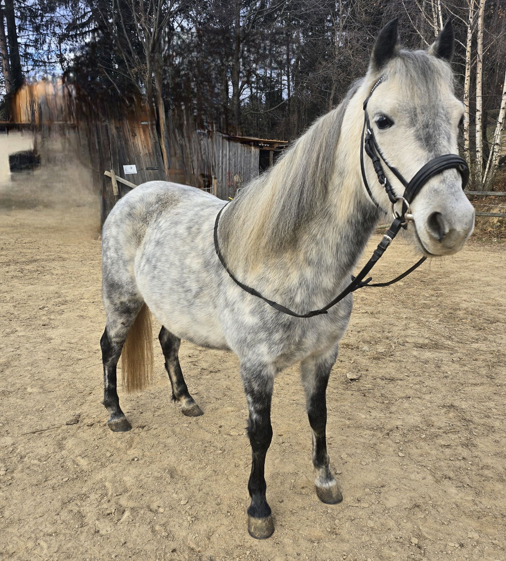 Classic Pony Mix Mare 7 years 12,2 hh Gray-Dapple in Pöllauberg