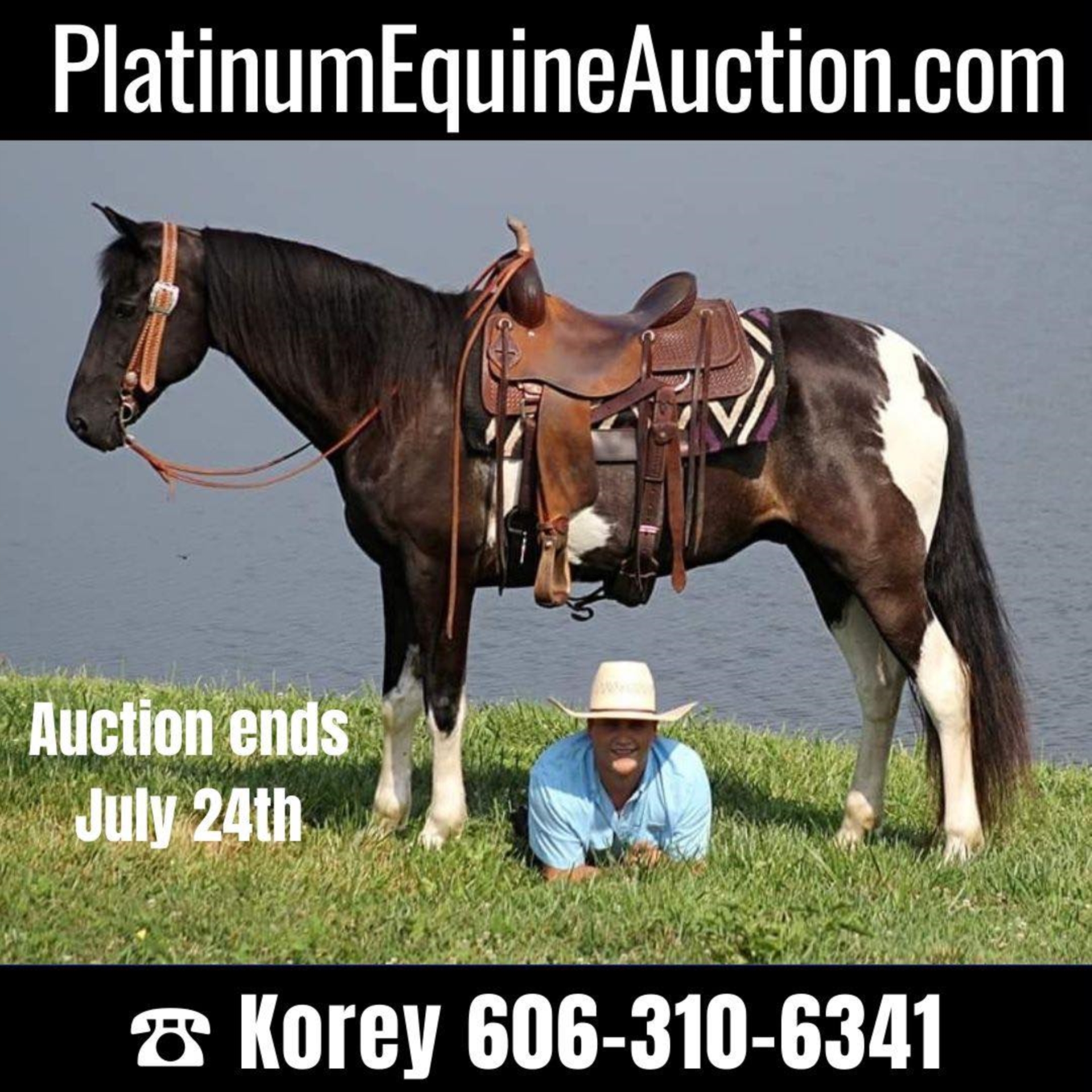 Tennessee Walking Horse Wallach 14 Jahre Tobiano-alle-Farben in Whitley ciity KY