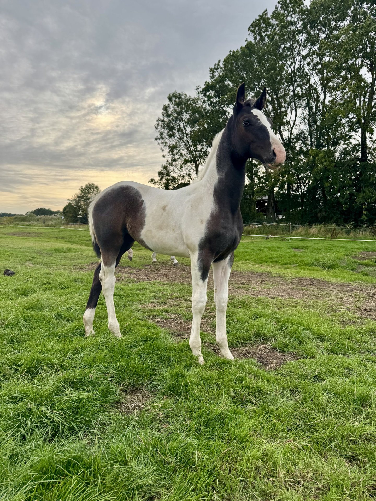 Anglo European Studbook Mare Foal (04/2025) 16,1 hh Pinto in Rinsumageast