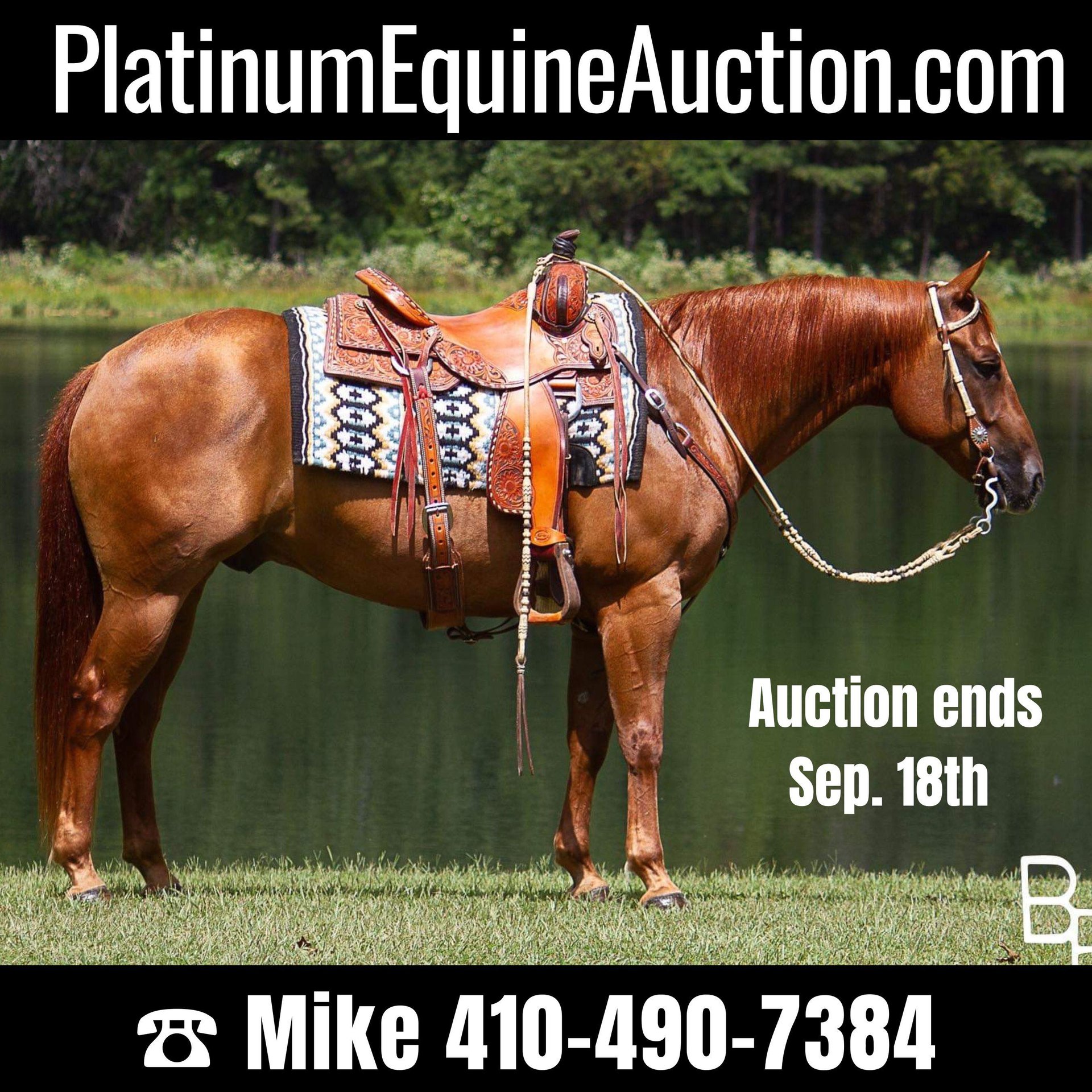 American Quarter Horse Gelding 10 years 14,3 hh Sorrel in Moutain grove MO