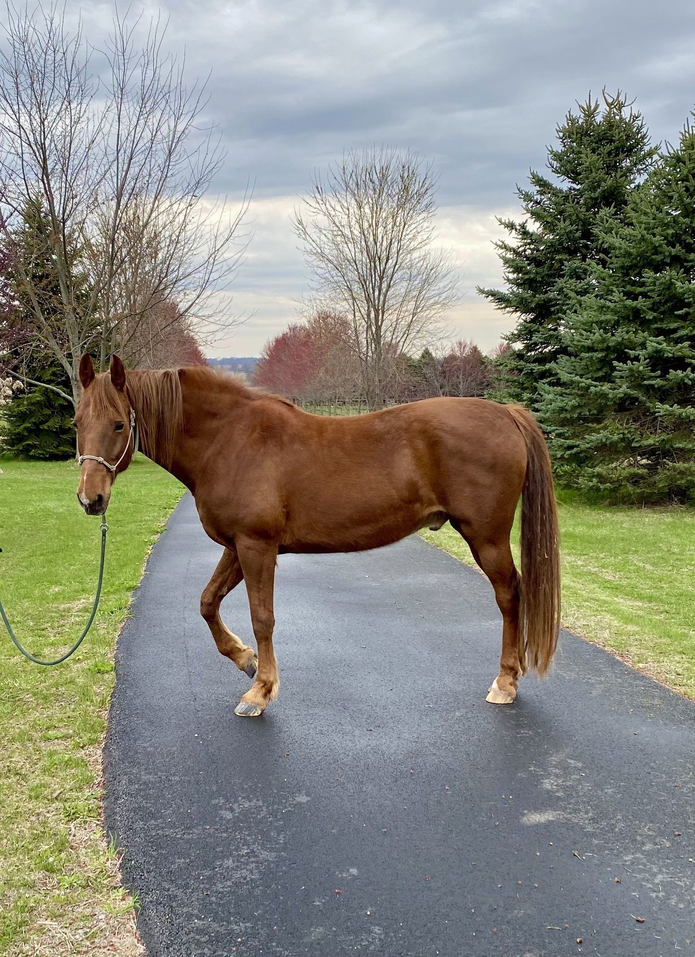 American Saddlebred Gelding 11 years 16 hh Sorrel in Deforest