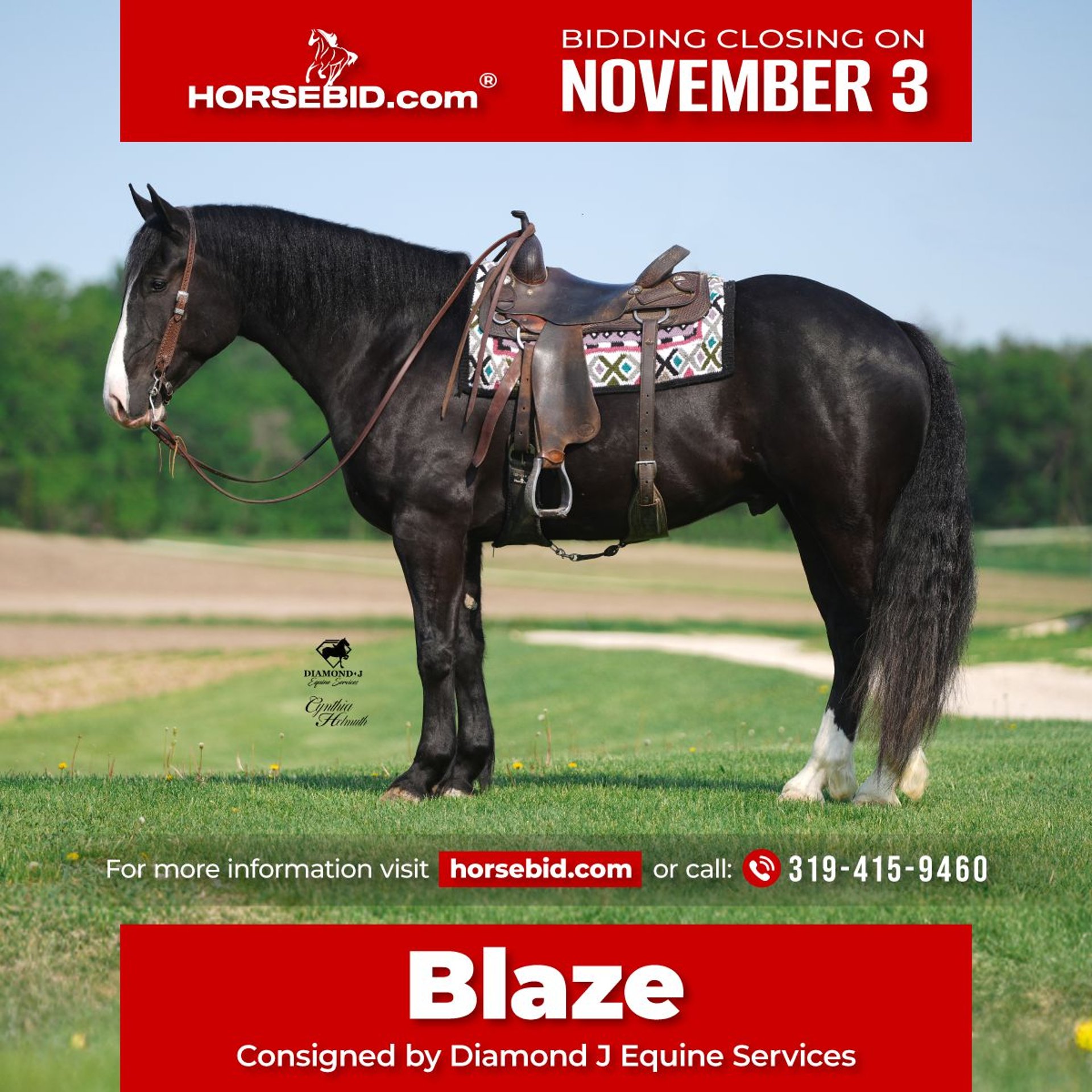 Draft Horse Mix Gelding 6 years 16,2 hh Black in Fairbank