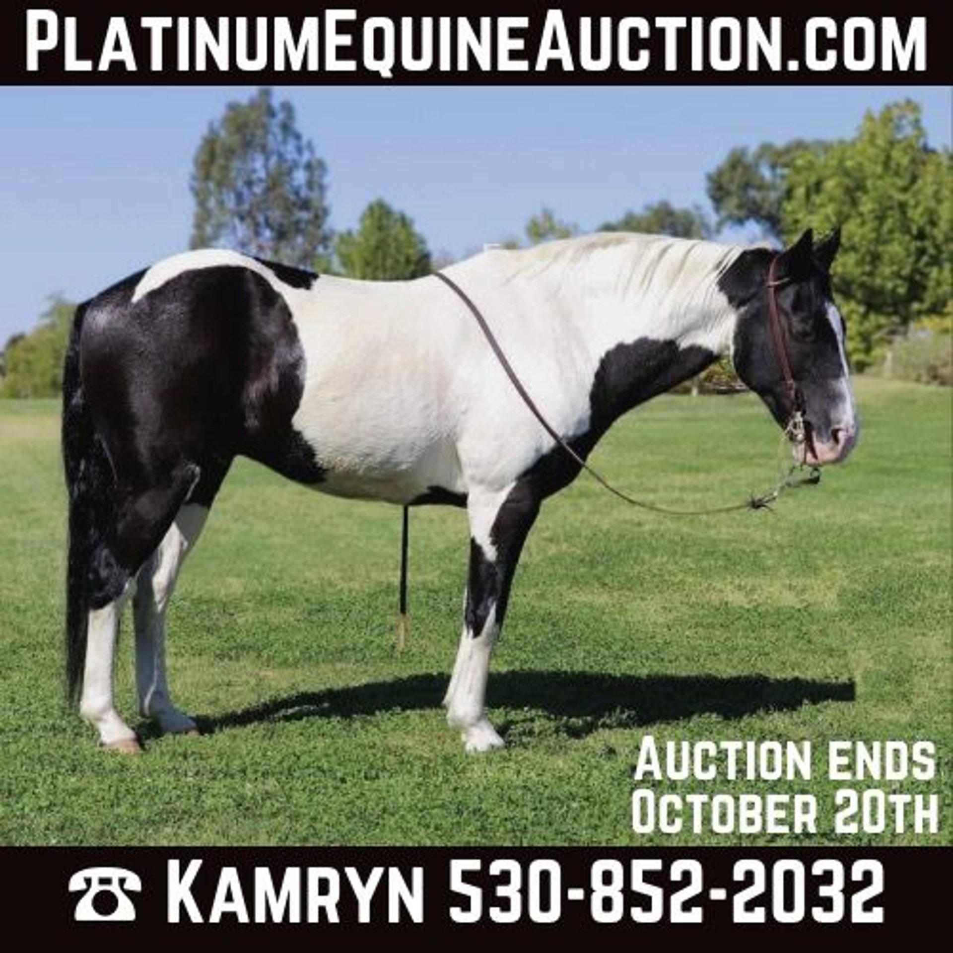 American Quarter Horse Gelding 14 years 14,2 hh Tobiano-all-colors in ...