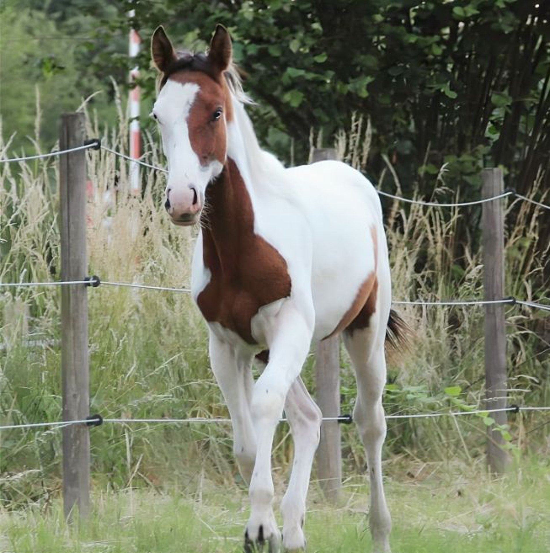 Paint Horse Stallion 3 years 15,2 hh Tovero-all-colors in Landgraaf