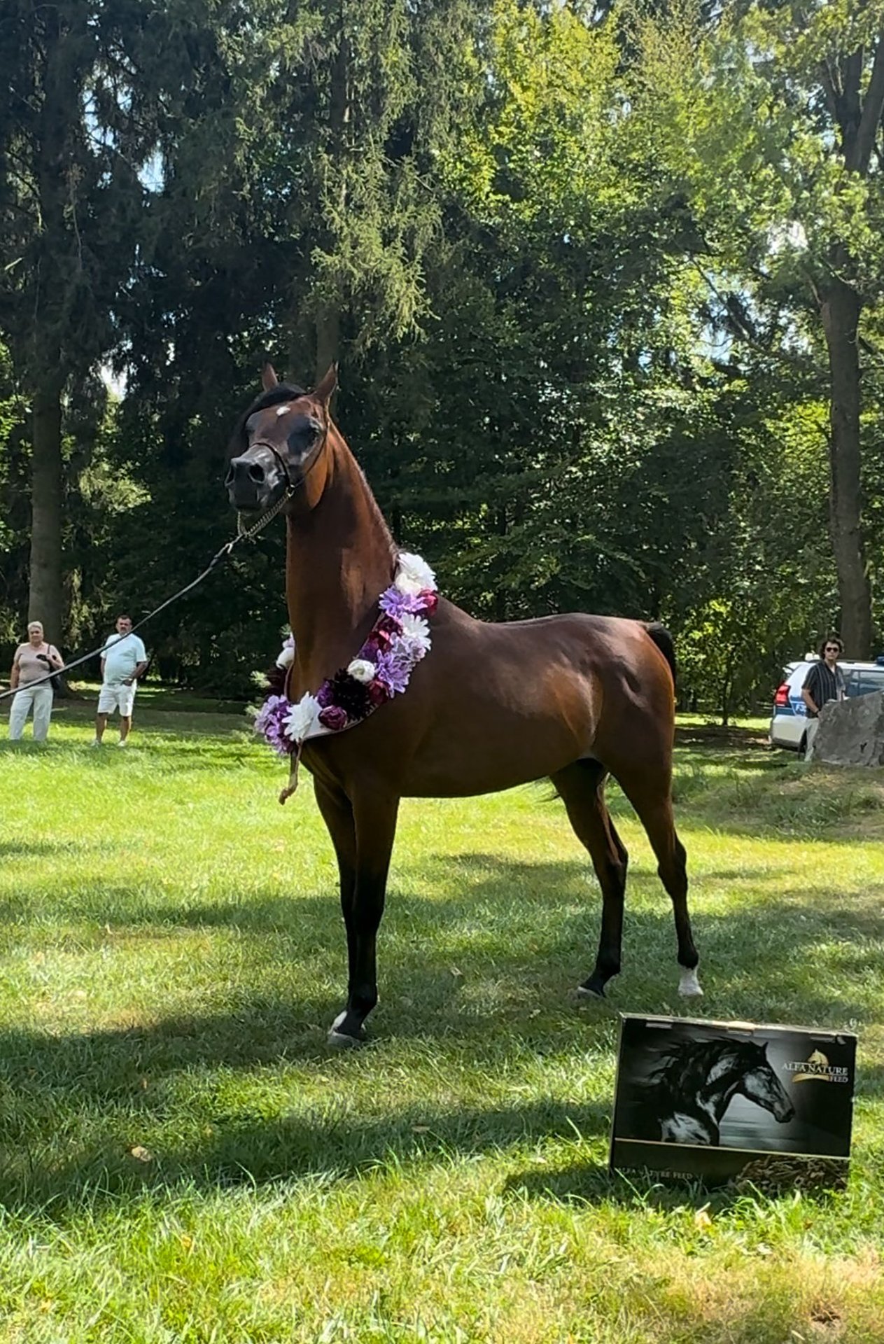 Arabiskt fullblod Hingst 3 år Brun in Poznań