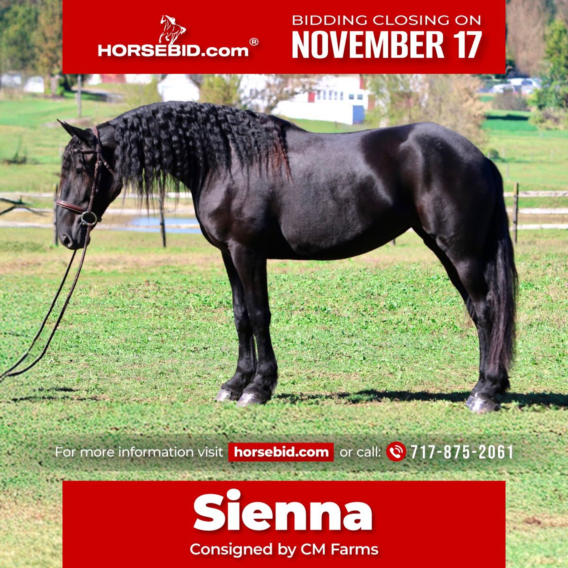 Friesian horses Mix Mare 8 years 16,1 hh Black in Gap