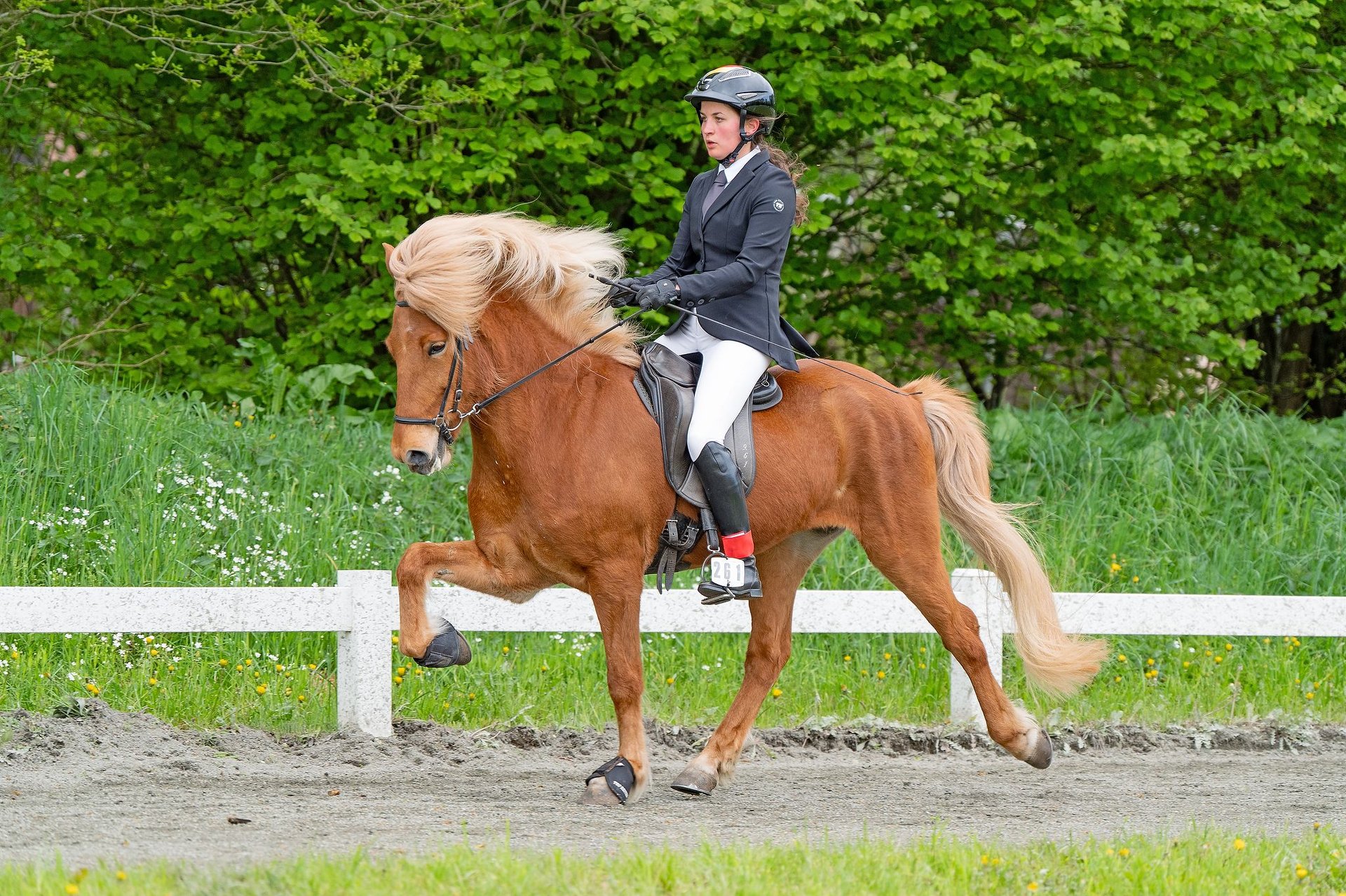 Islandpferd Stute 6 Jahre 144 cm Fuchs in Neustadt am Rübenberge