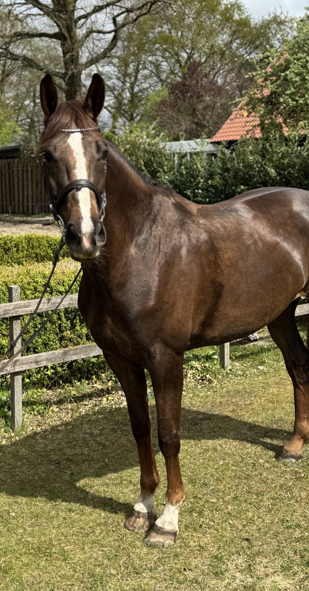 Westfale Stute 5 Jahre 168 cm Dunkelfuchs in Rhede