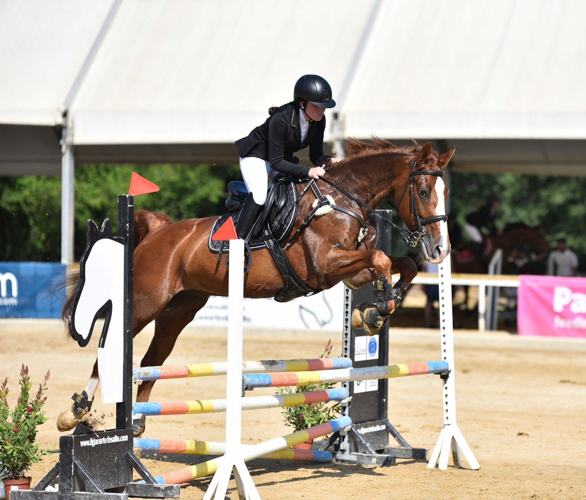 Spanisches Sportpferd Mix Wallach 10 Jahre 165 cm Fuchs in Castro Urdiales