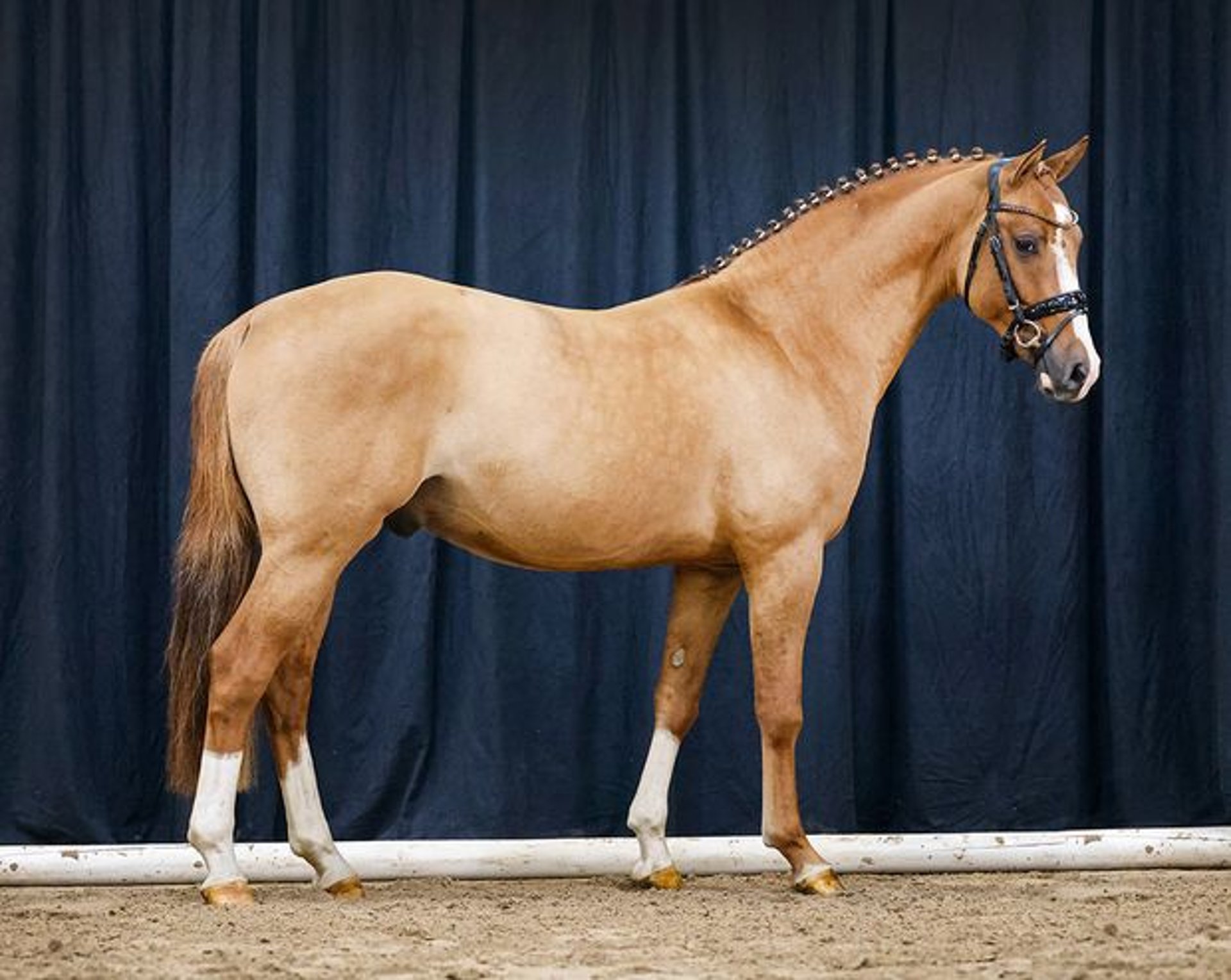 German Riding Pony Stallion 2 years Dun in Sage-Haast