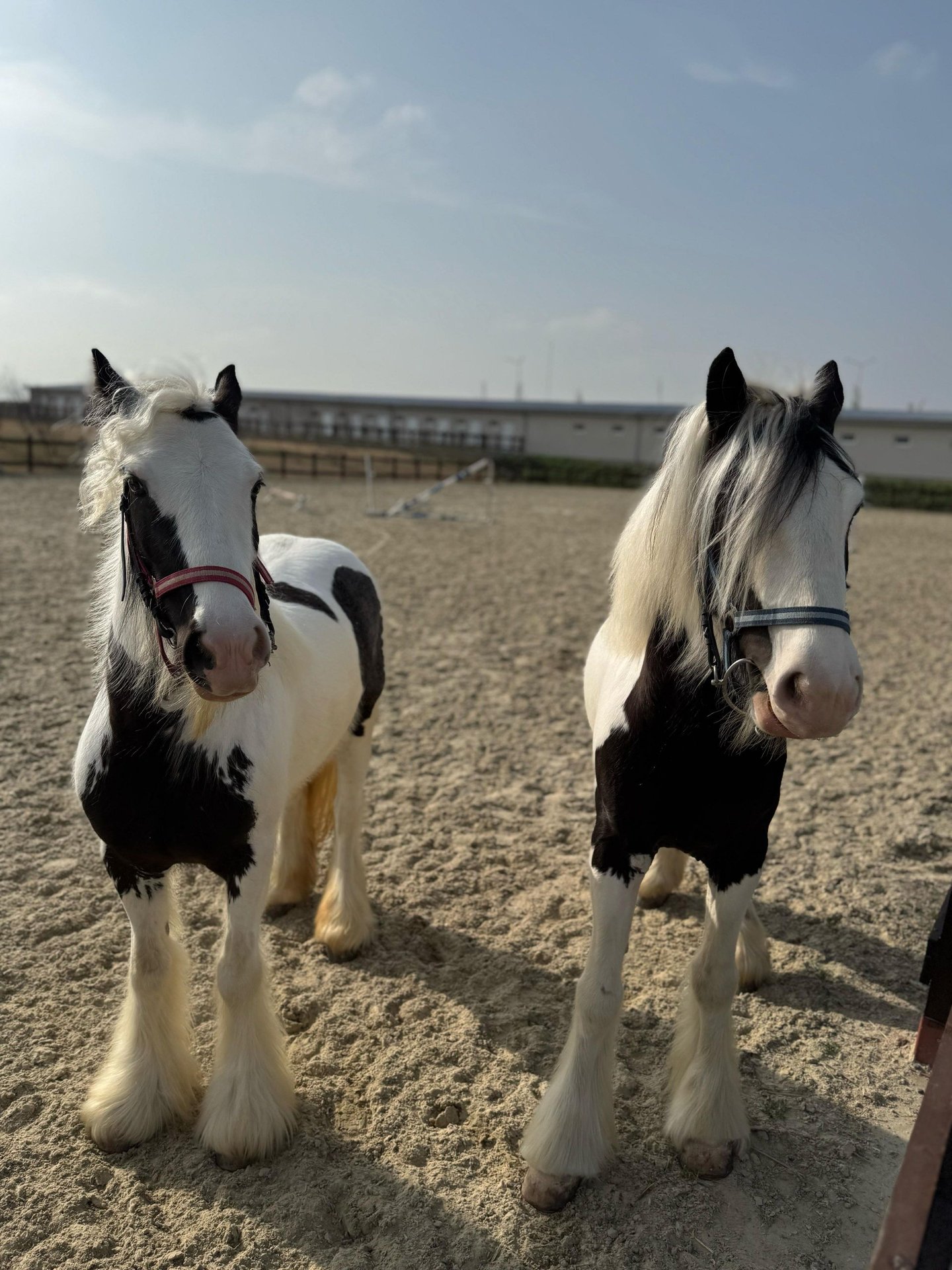 Tinker Merrie 4 Jaar 150 cm Wit in Constanta