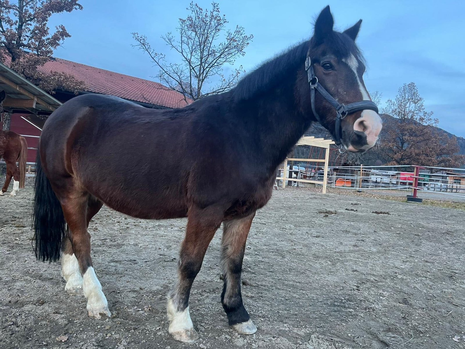 Gypsy Horse Mix Gelding 19 years 13,2 hh Bay-Dark in Reutte