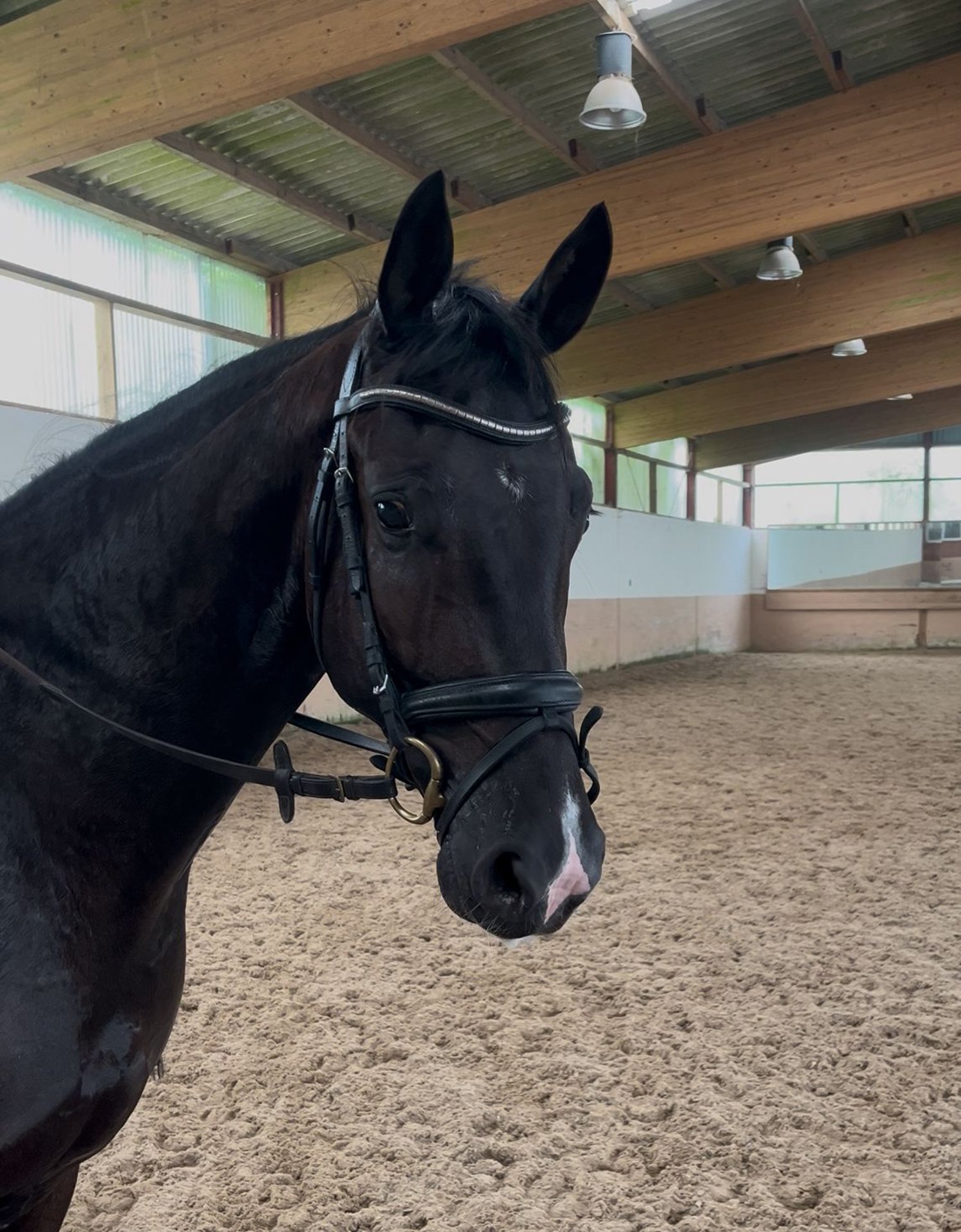 Hannoveraner Wallach 3 Jahre 164 cm Dunkelbrauner in Berne