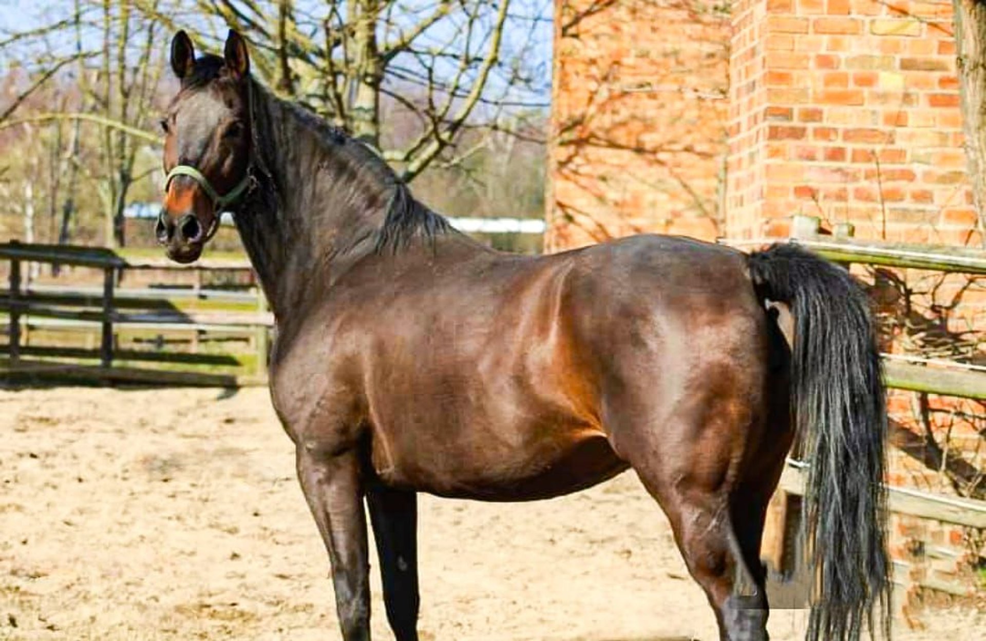 Oldenburg Mare 11 years 16,1 hh Bay-Dark in Radeburg