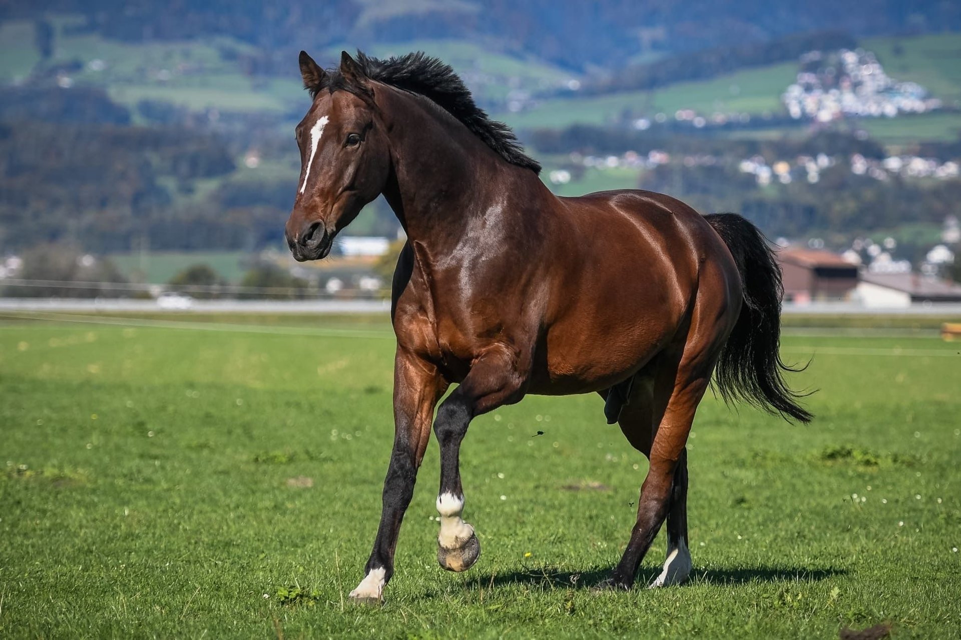 Schweizer Warmblut Wallach 9 Jahre 175 cm Dunkelbrauner in Benken SG