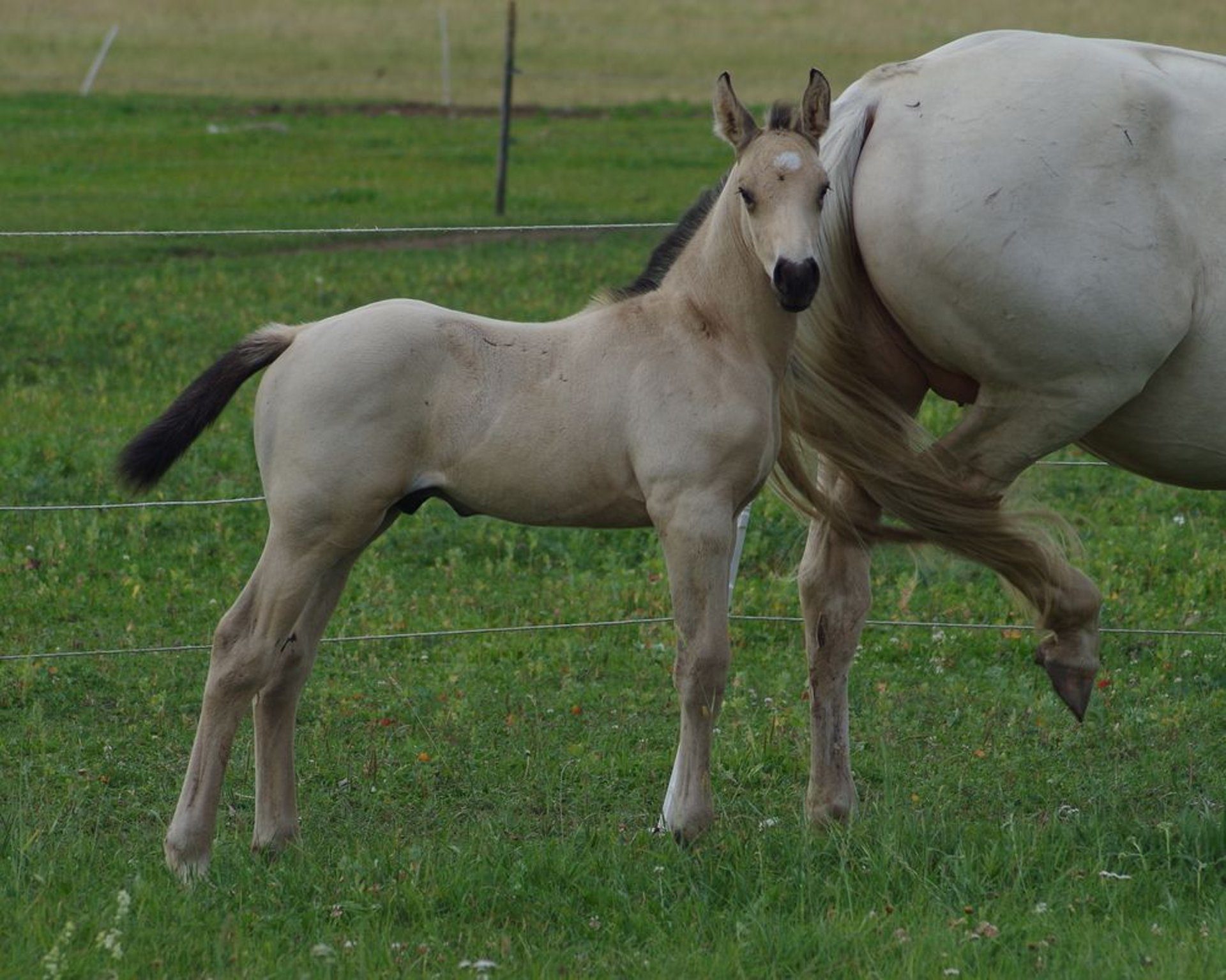Weitere Warmblüter Hengst 1 Jahr 167 cm Buckskin in Ruila