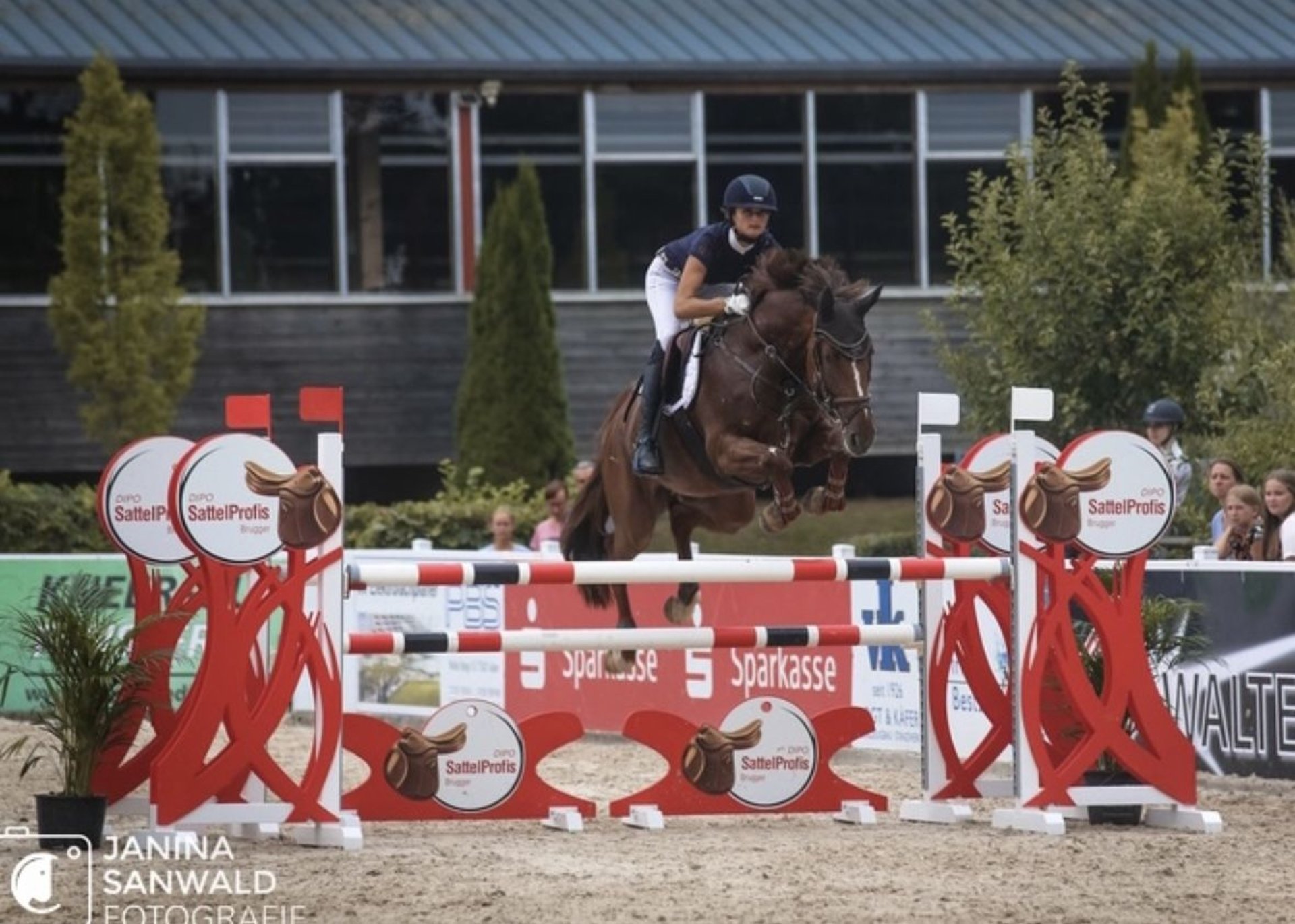 Oldenburger Springpferd Stute 9 Jahre 174 cm Fuchs in Waldachtal