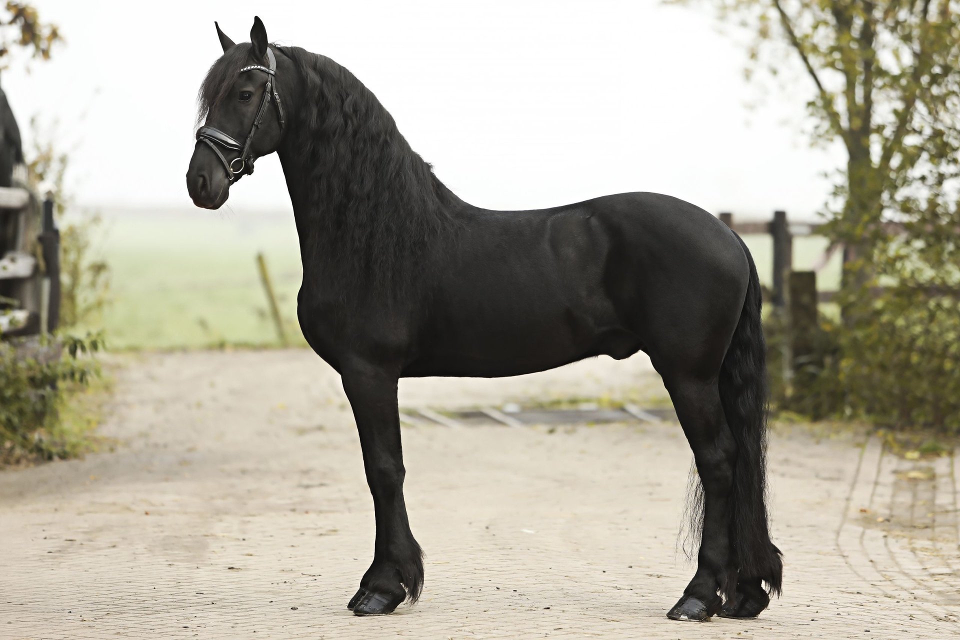 Friesen Wallach 9 Jahre 165 cm Rappe in Britswert