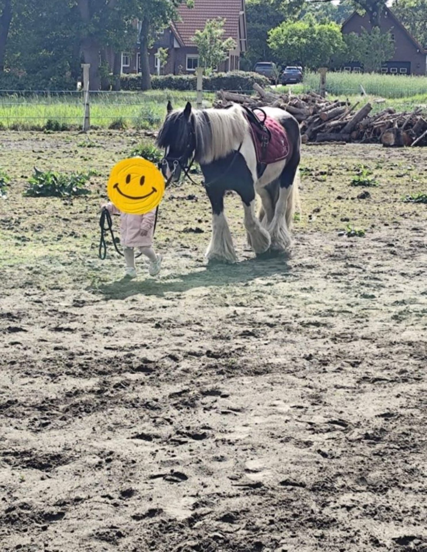 Gypsy Horse Gelding 15 years 14 hh White in Bösel
