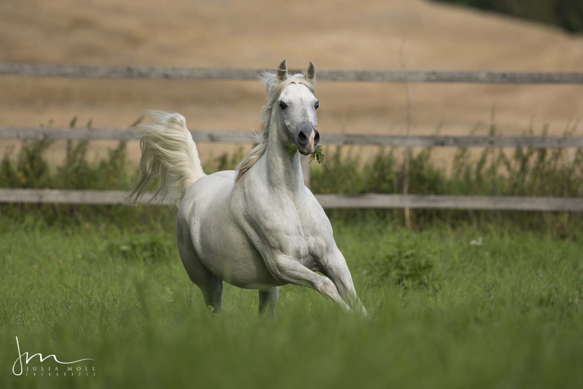Egyptische Arabier Merrie 13 Jaar 155 cm Schimmel in Geisenfeld