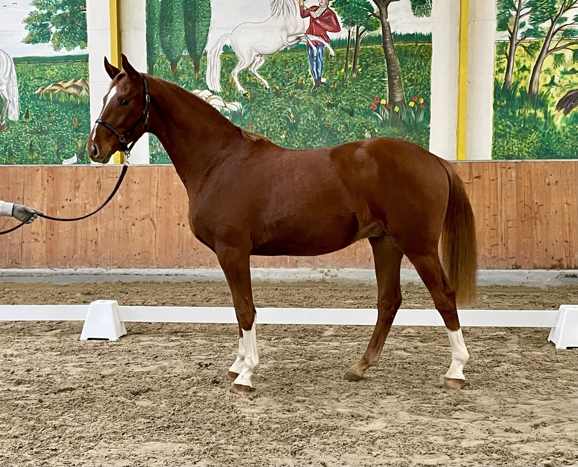 Hanoverian Gelding 3 years 16 hh Chestnut-Red in Rees