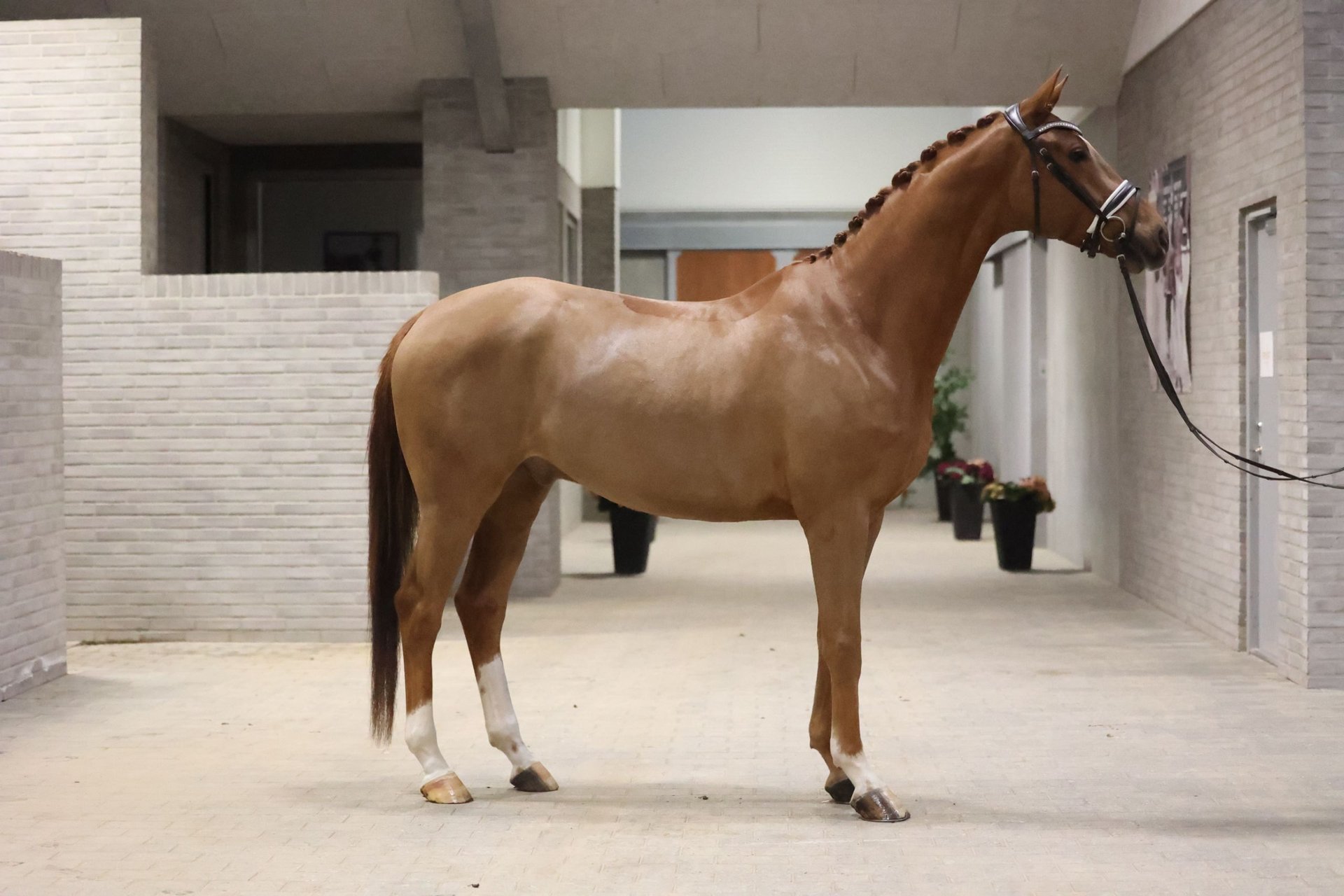 Deens warmbloed Ruin 6 Jaar 170 cm Vos in Asperup