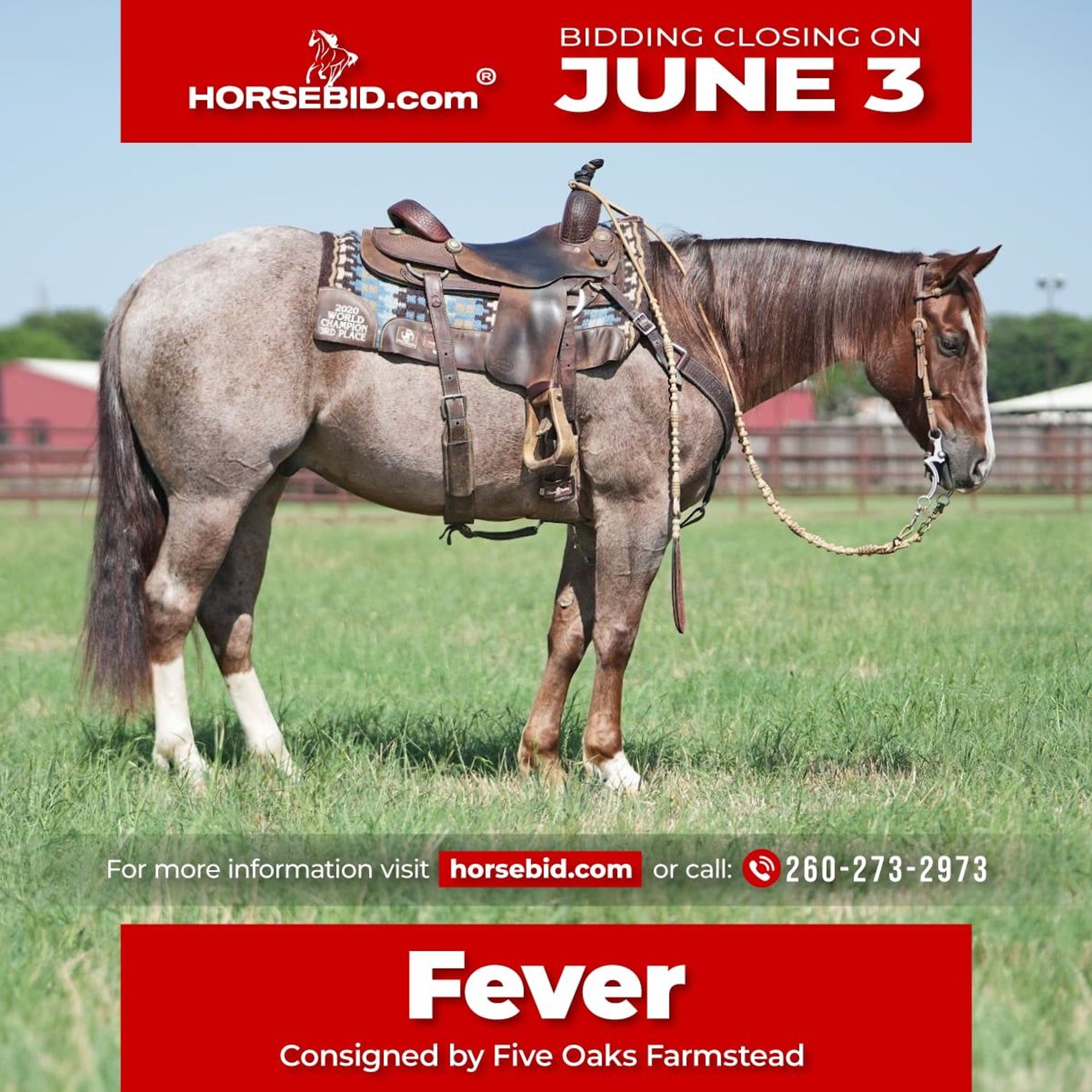 American Quarter Horse Gelding 6 years 14,2 hh Roan-Red in Bluffton