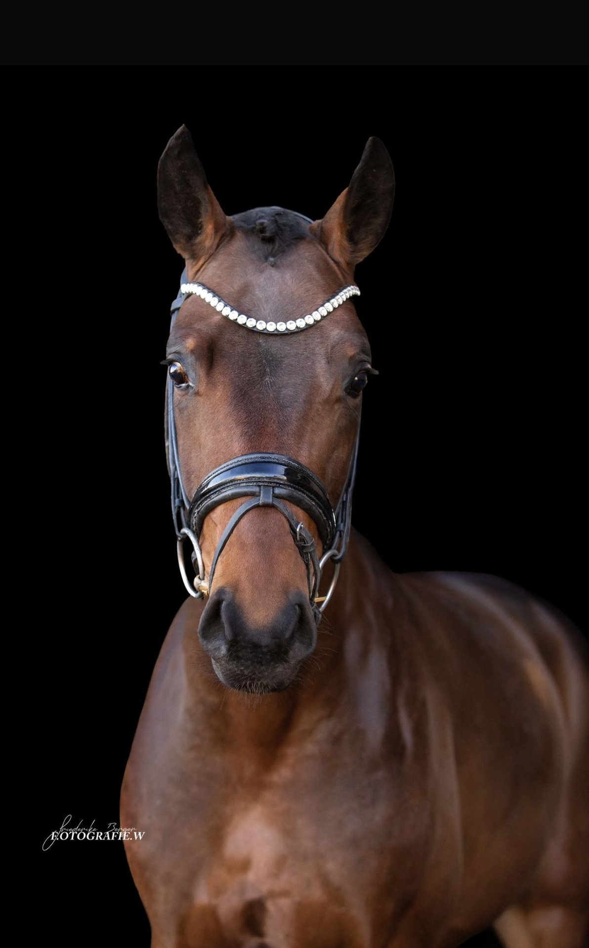 Hanoverian Gelding 4 years 16,1 hh Brown in Lehrberg