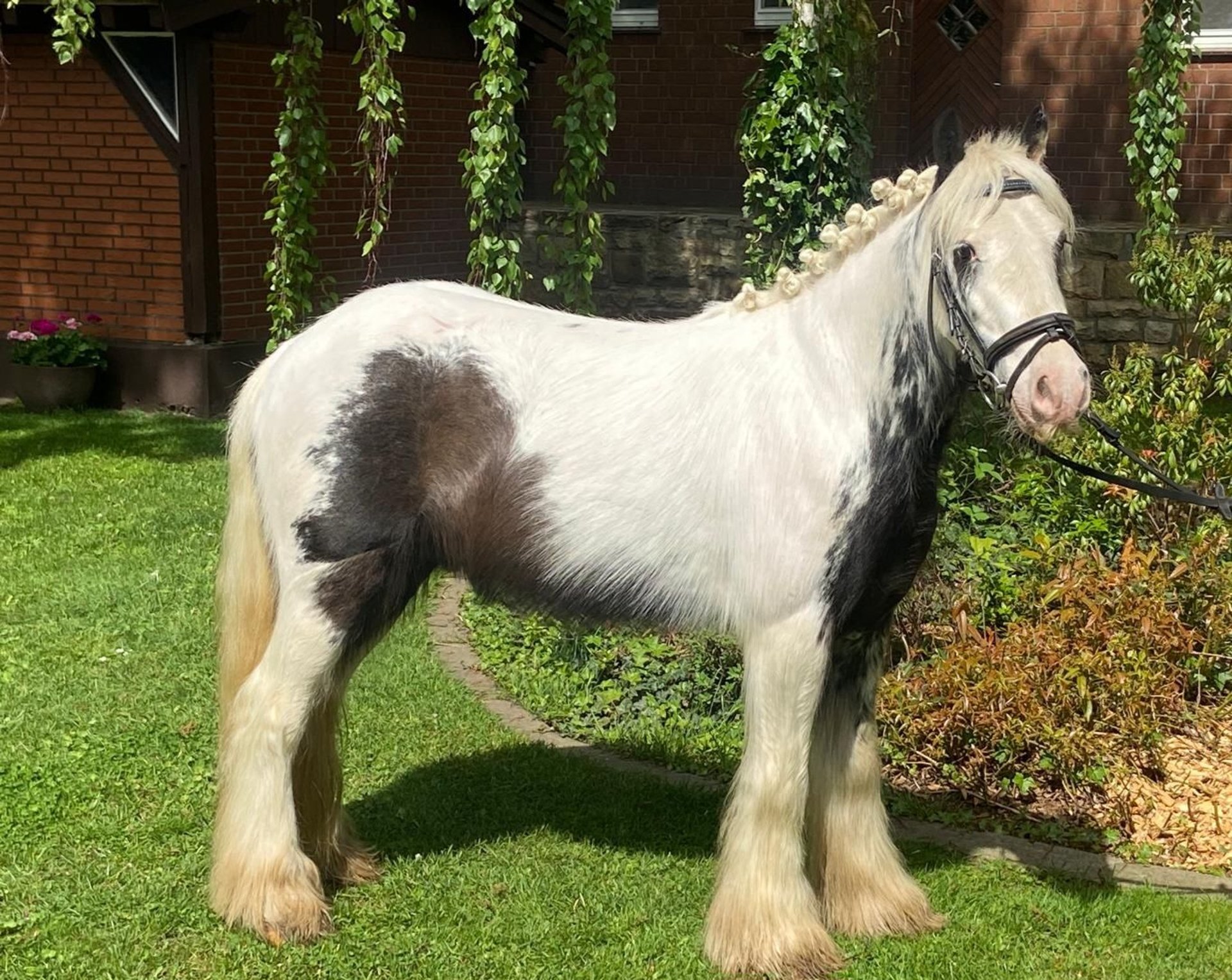 Tinker Ruin 5 Jaar 125 cm Gevlekt-paard in Hopsten
