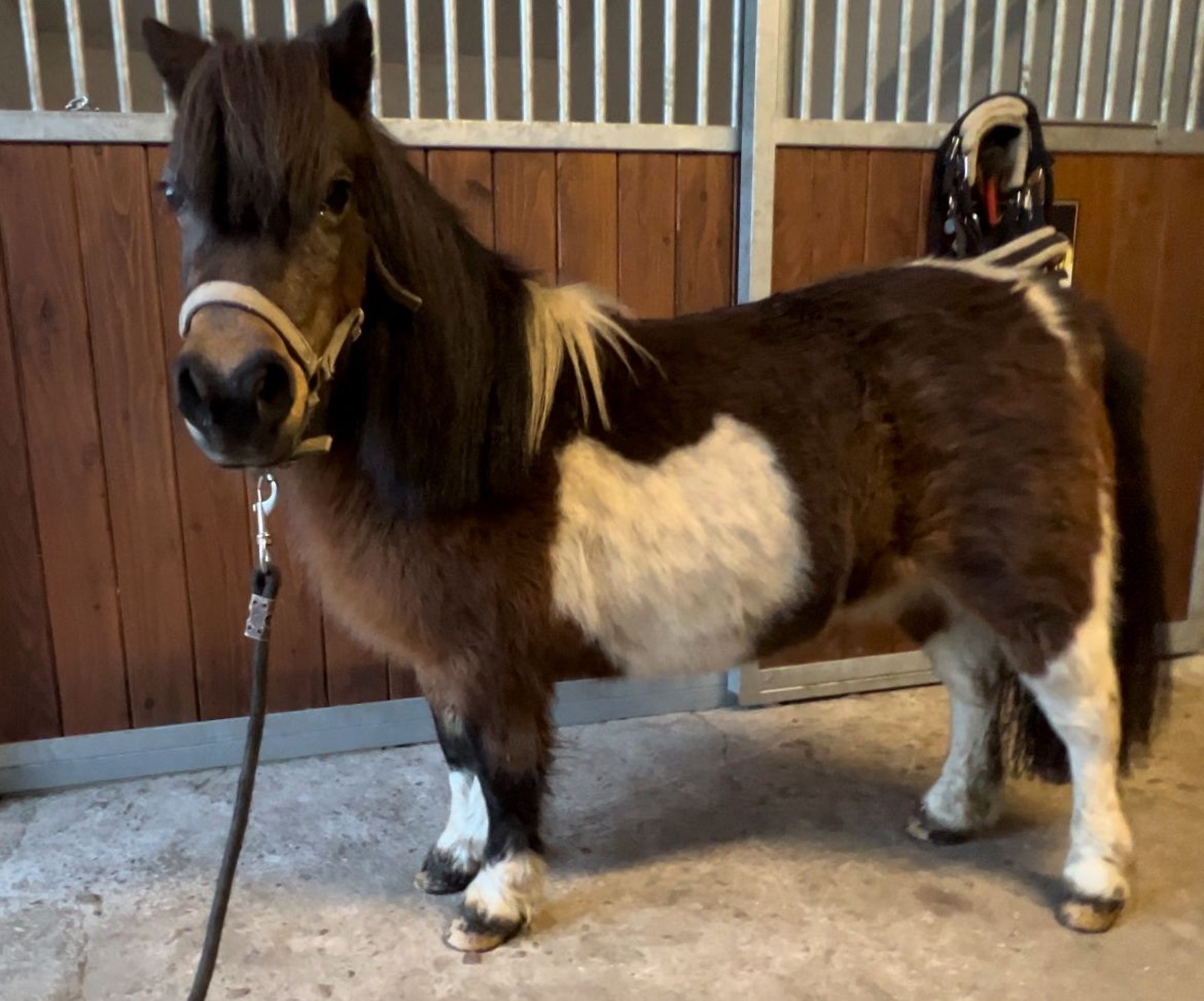 Mini Shetland Pony Stute 19 Jahre 85 cm Schecke in Polzow