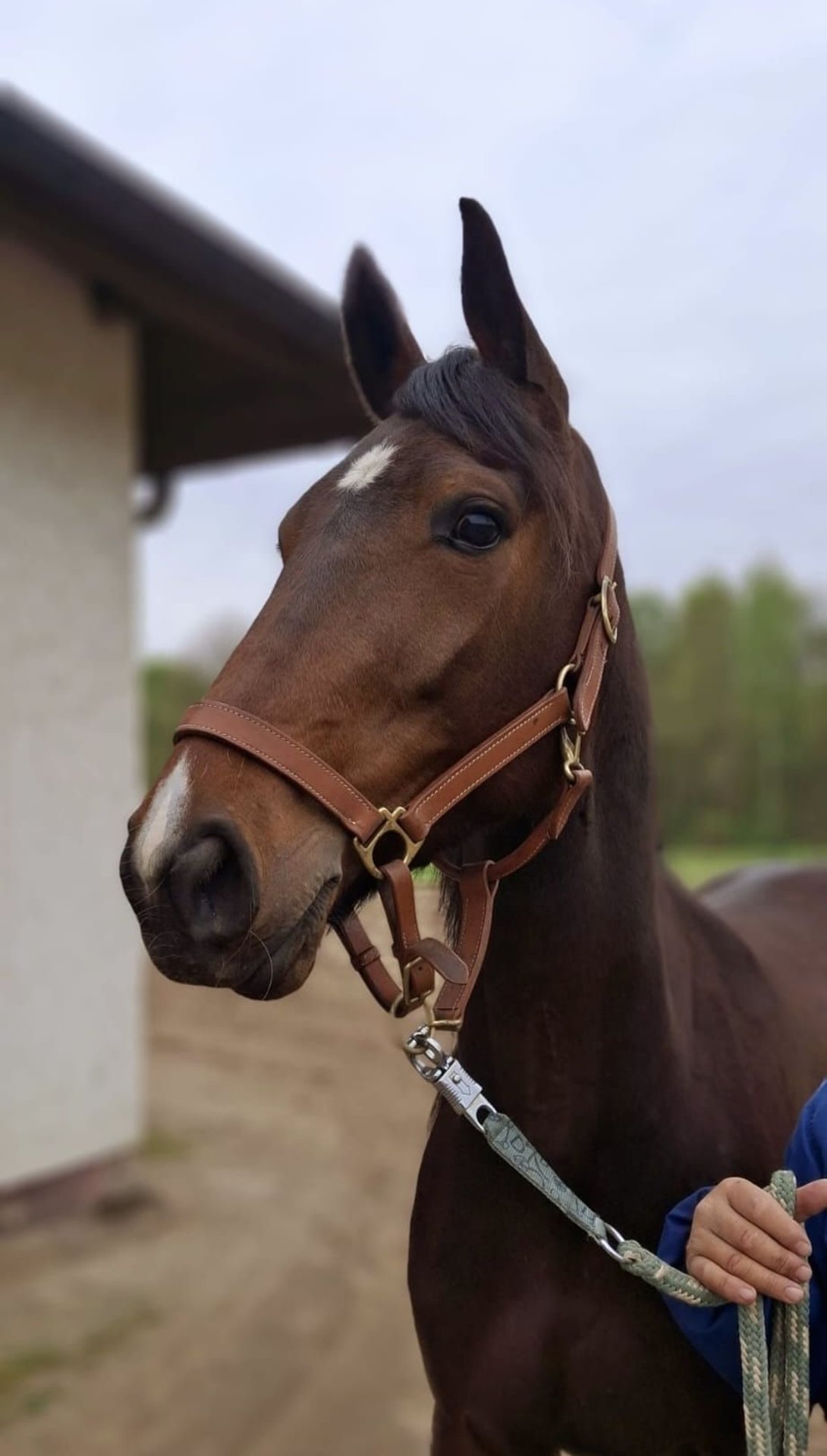 German Trotter Mare 5 years 15,2 hh Brown in Bruckmühl