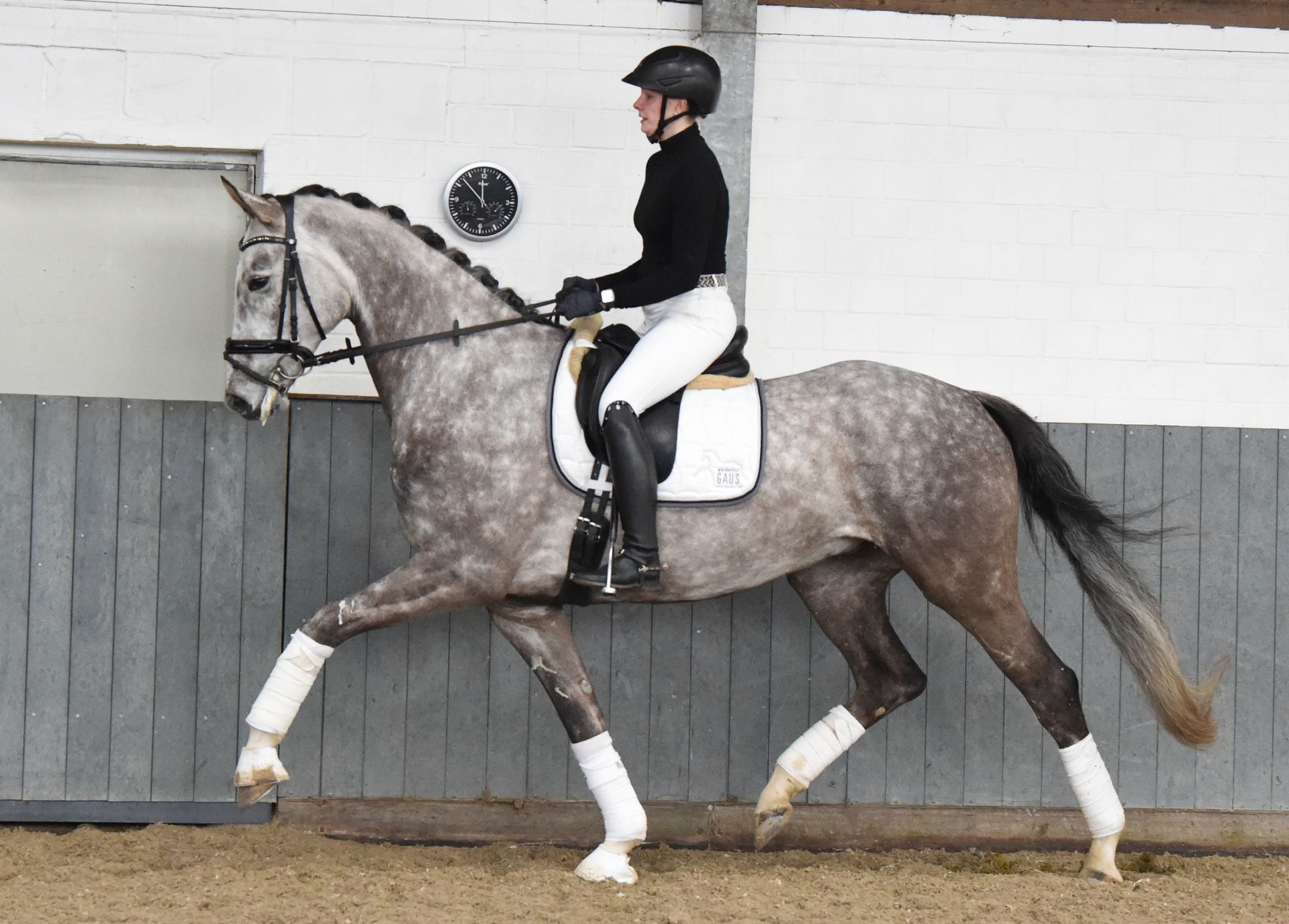 Hanoverian Gelding 6 years 17 hh Gray in Tiddische
