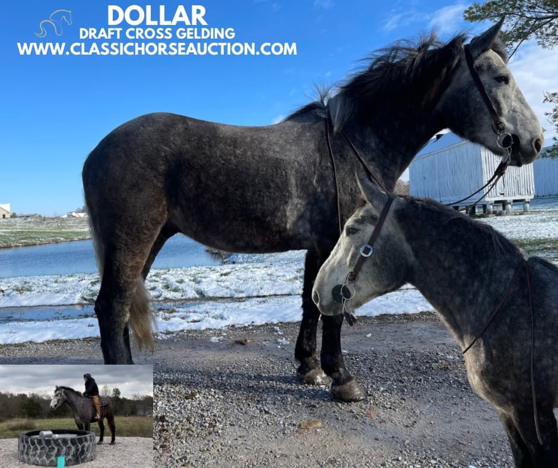 Tennessee Walking Horse Wallach 5 Jahre 163 cm Schimmel in Lawrenceburg