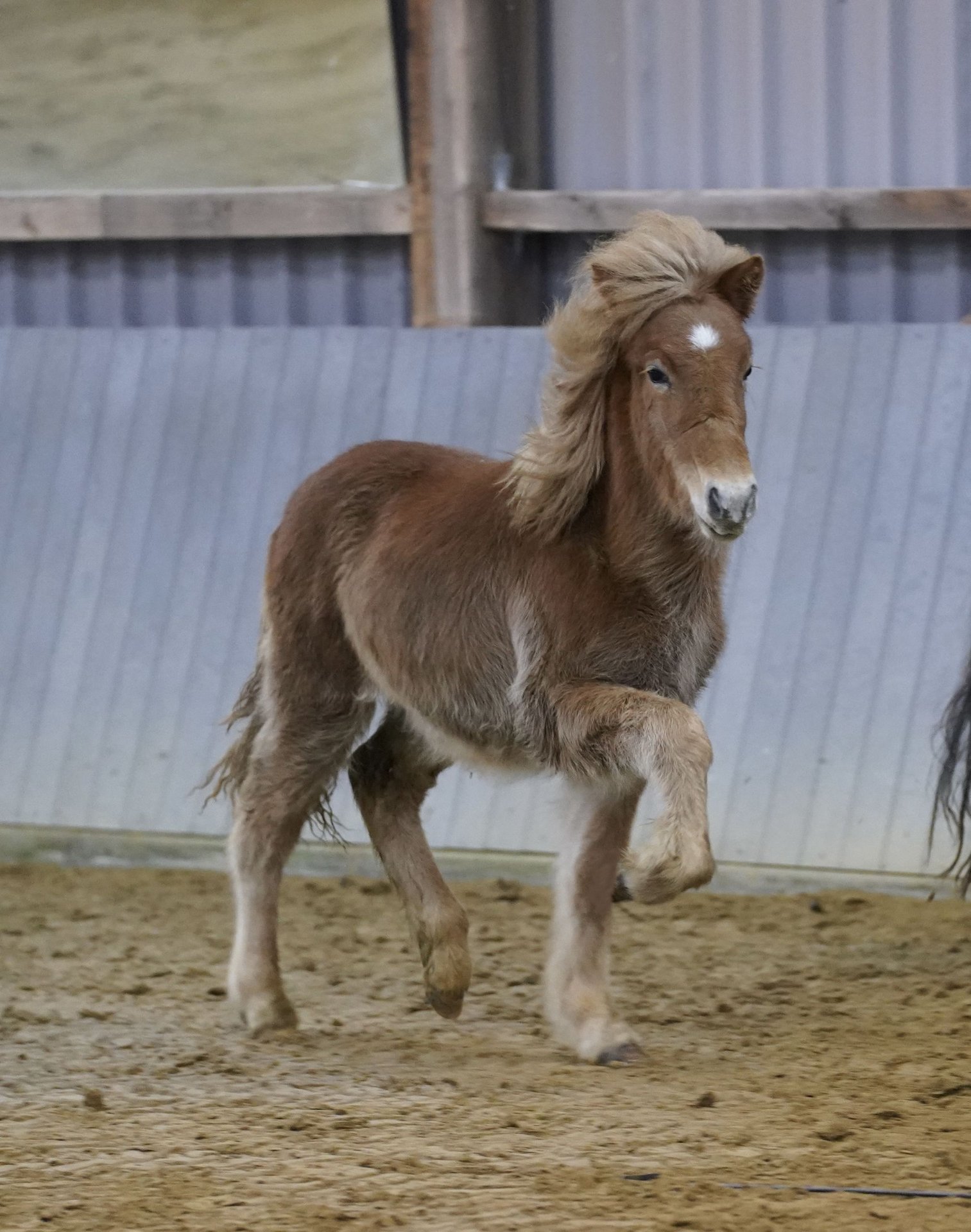 Islandpferd Hengst 1 Jahr 144 cm Fuchs in Bremervörde