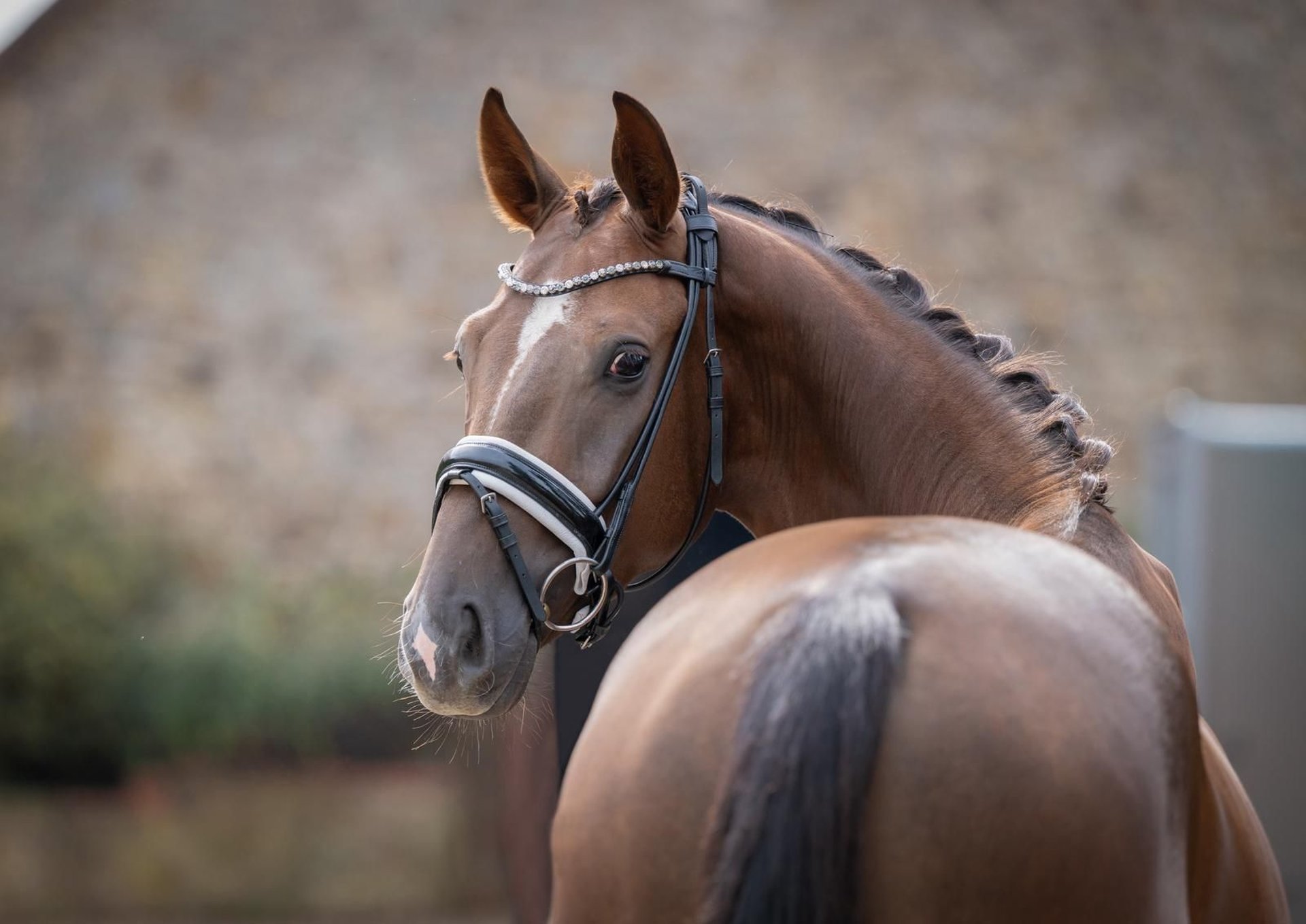 German Sport Horse Gelding 4 years 16,1 hh Chestnut in Karlsfeld