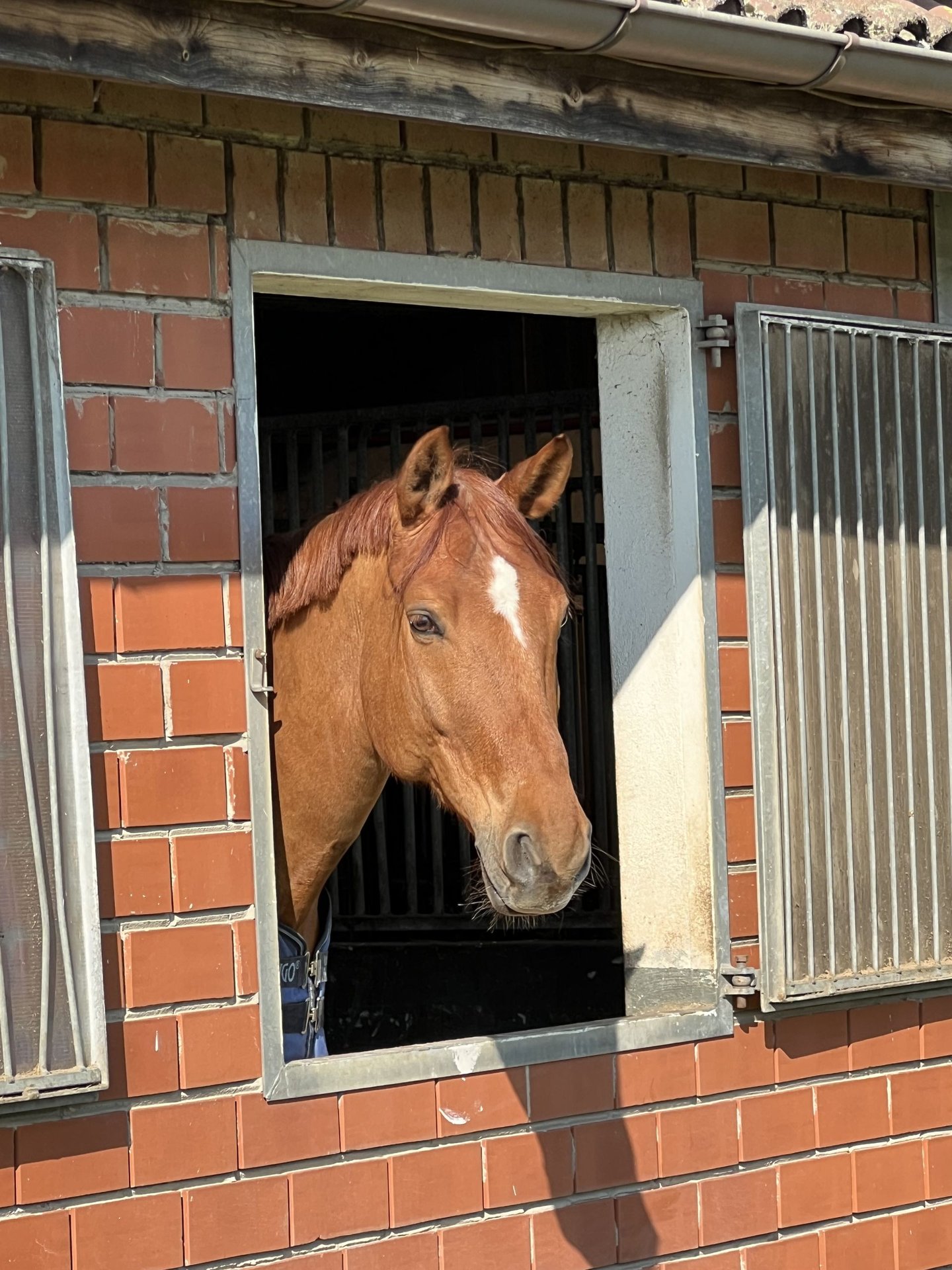 Westphalian Gelding 7 years 17,1 hh Chestnut-Red in Altenberge