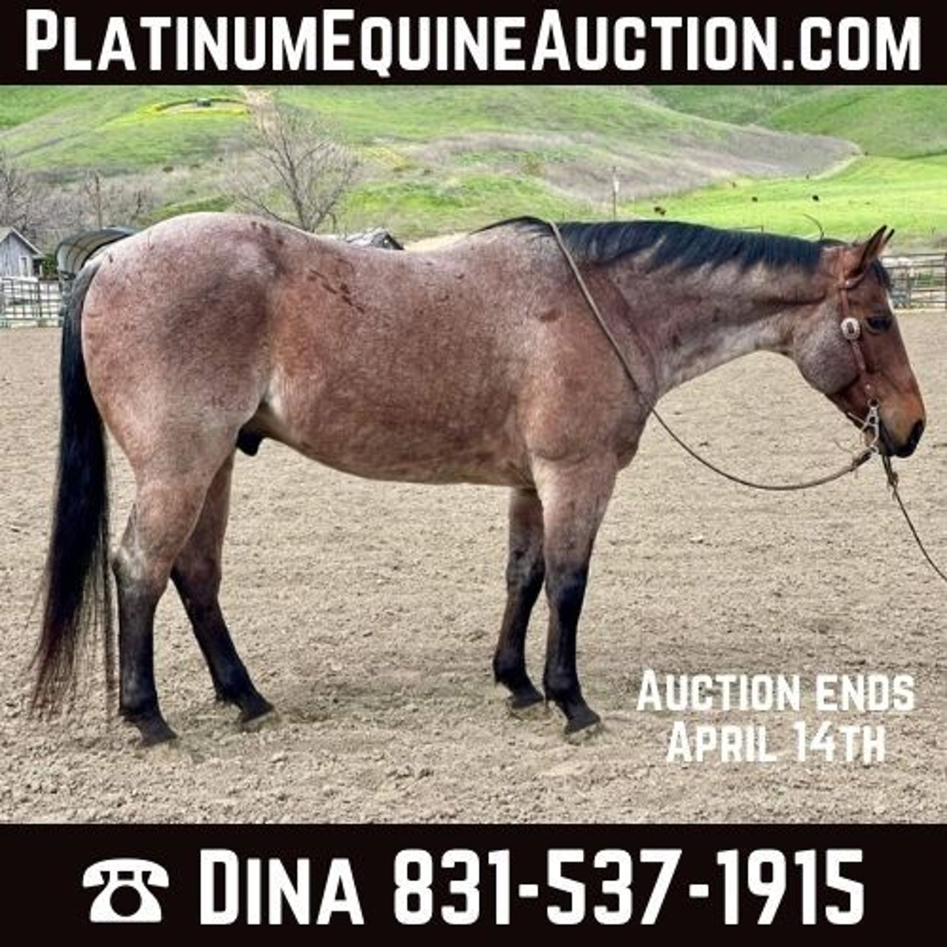 American Quarter Horse Gelding 12 years 15 hh Roan-Bay in PAICINES, CA