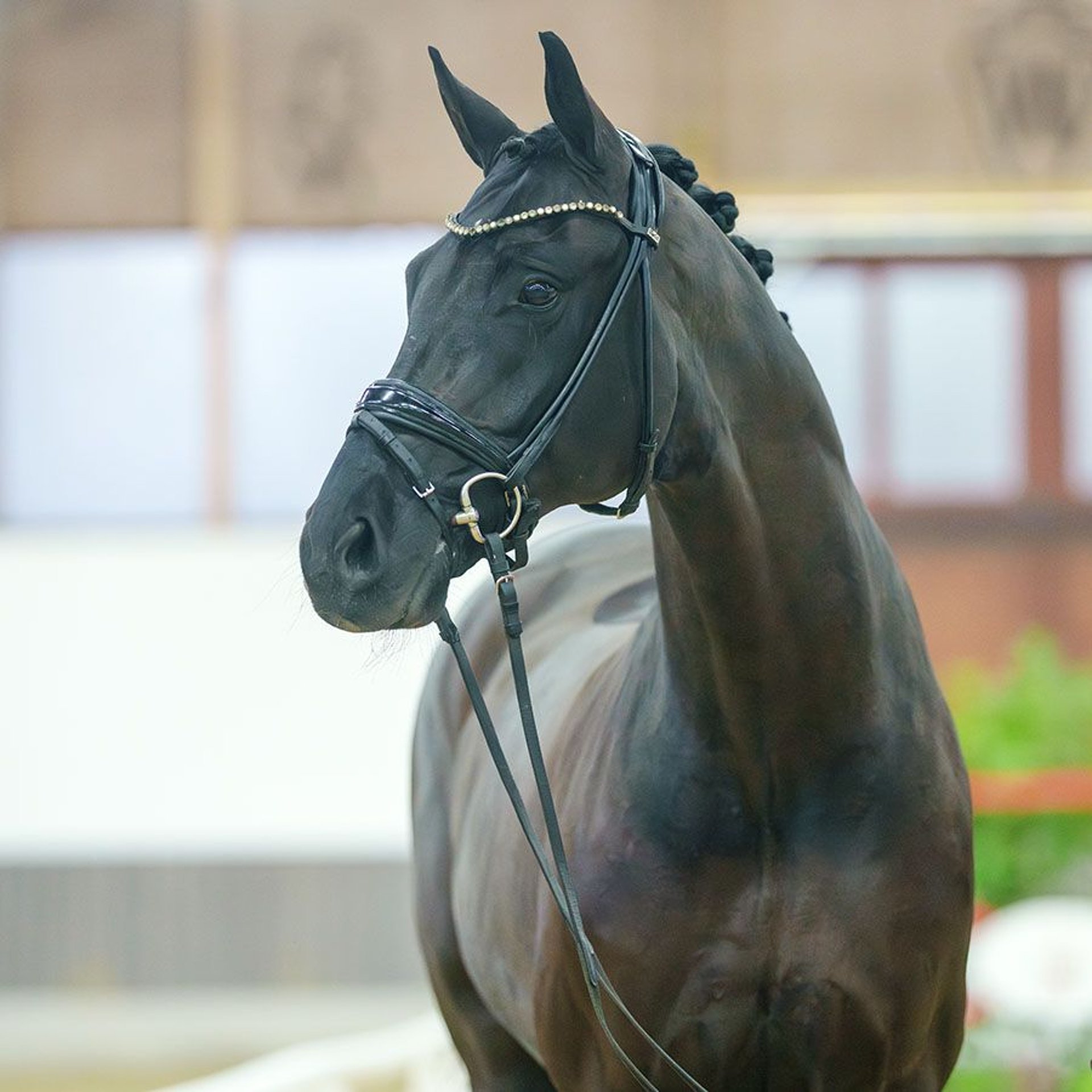 Oldenburg Gelding 8 years Black in Münster-Handorf