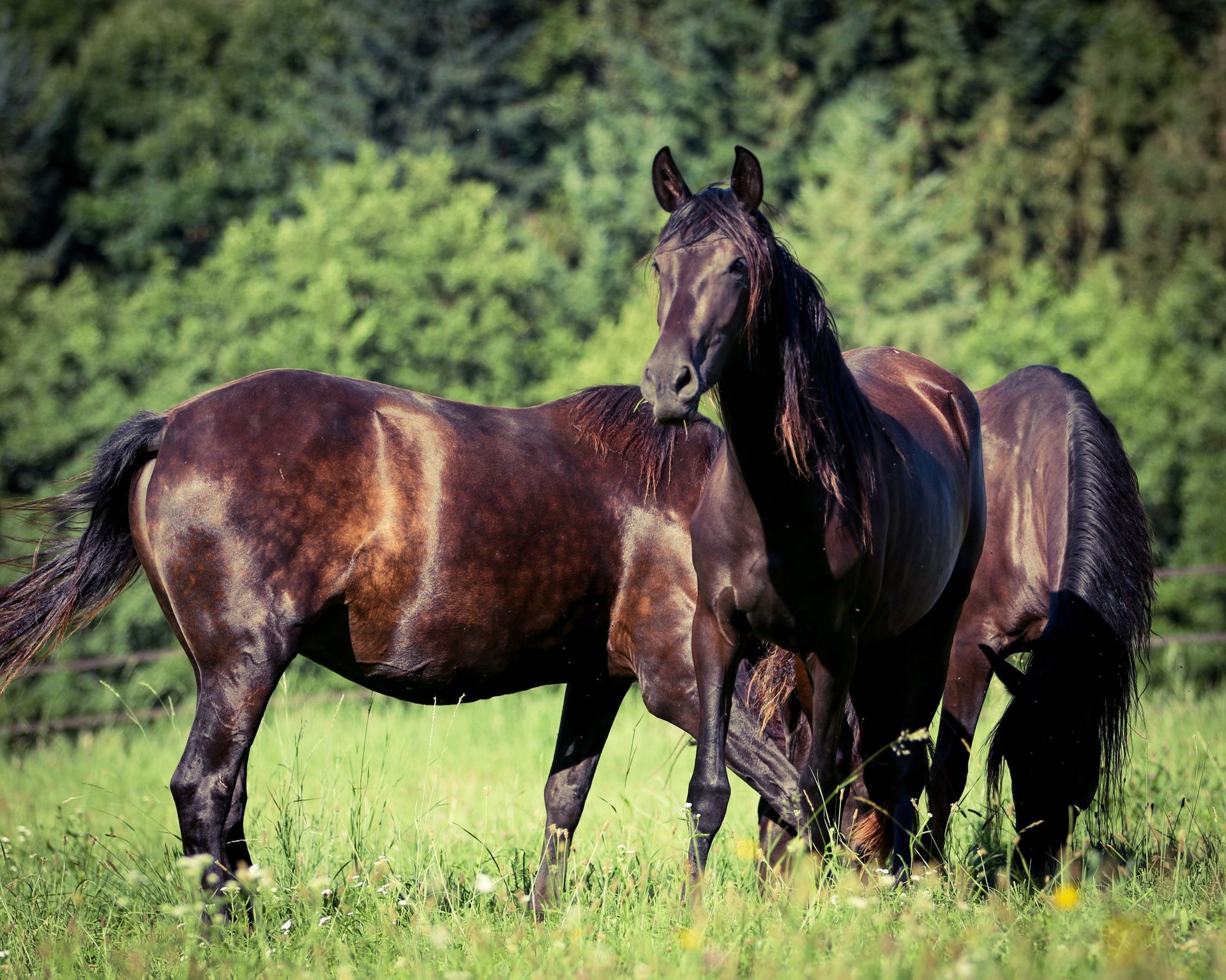 PRE Mare 4 years 16,1 hh Black in Bogen
