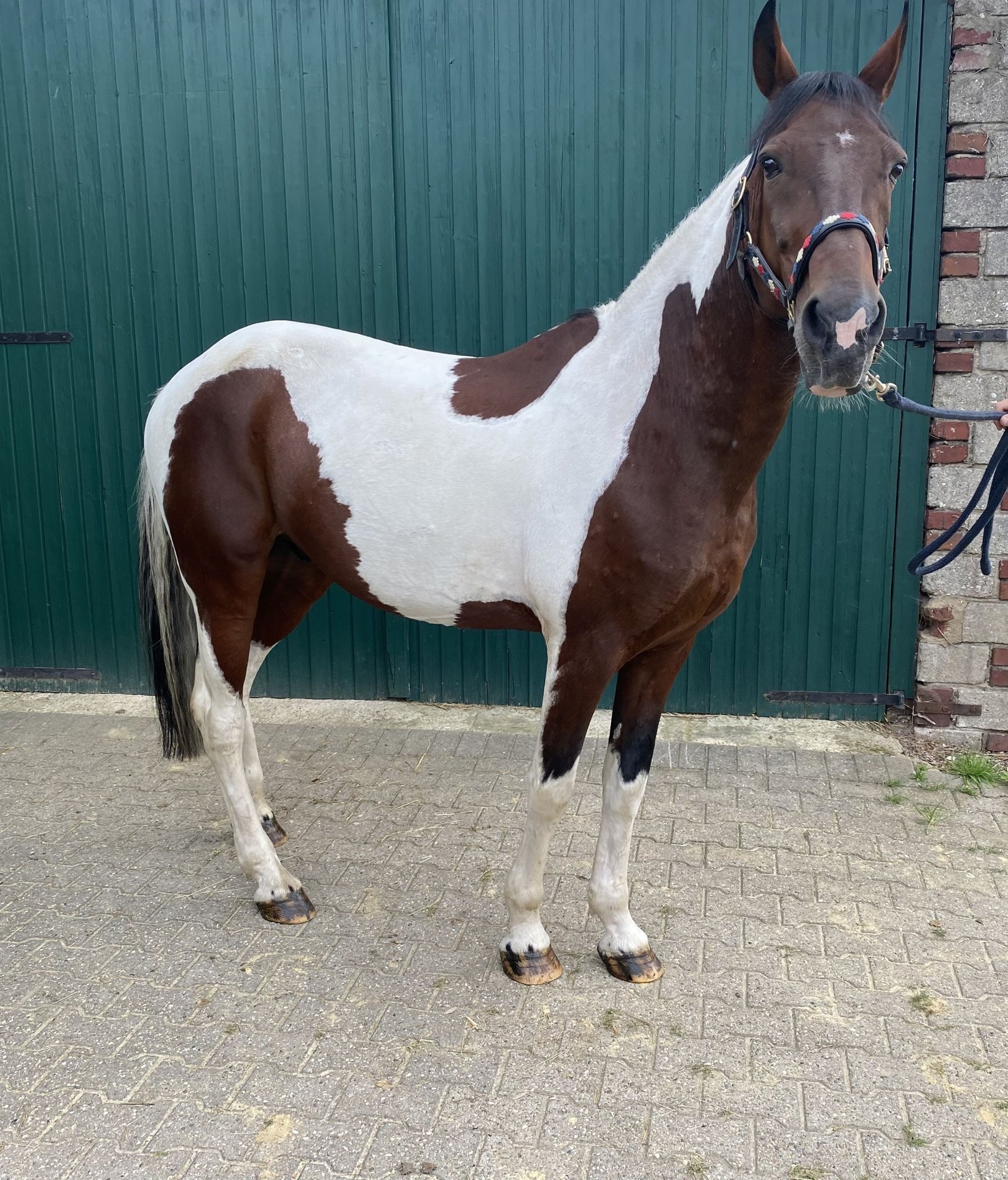Meer ponys/kleine paarden Mix Ruin 10 Jaar 152 cm Gevlekt-paard in ...