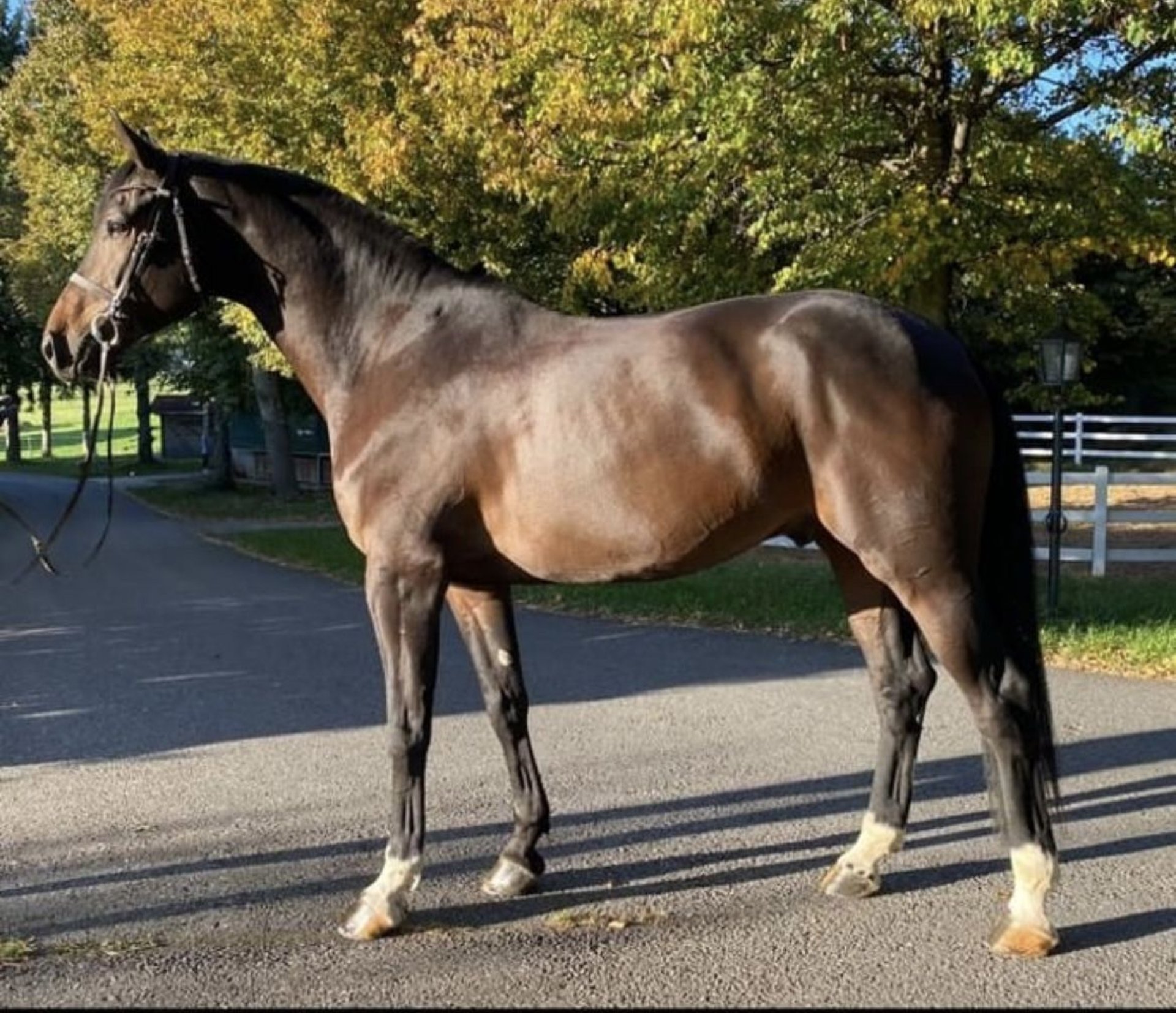 German Sport Horse Gelding 7 years 17,2 hh Bay-Dark in Haldenwang