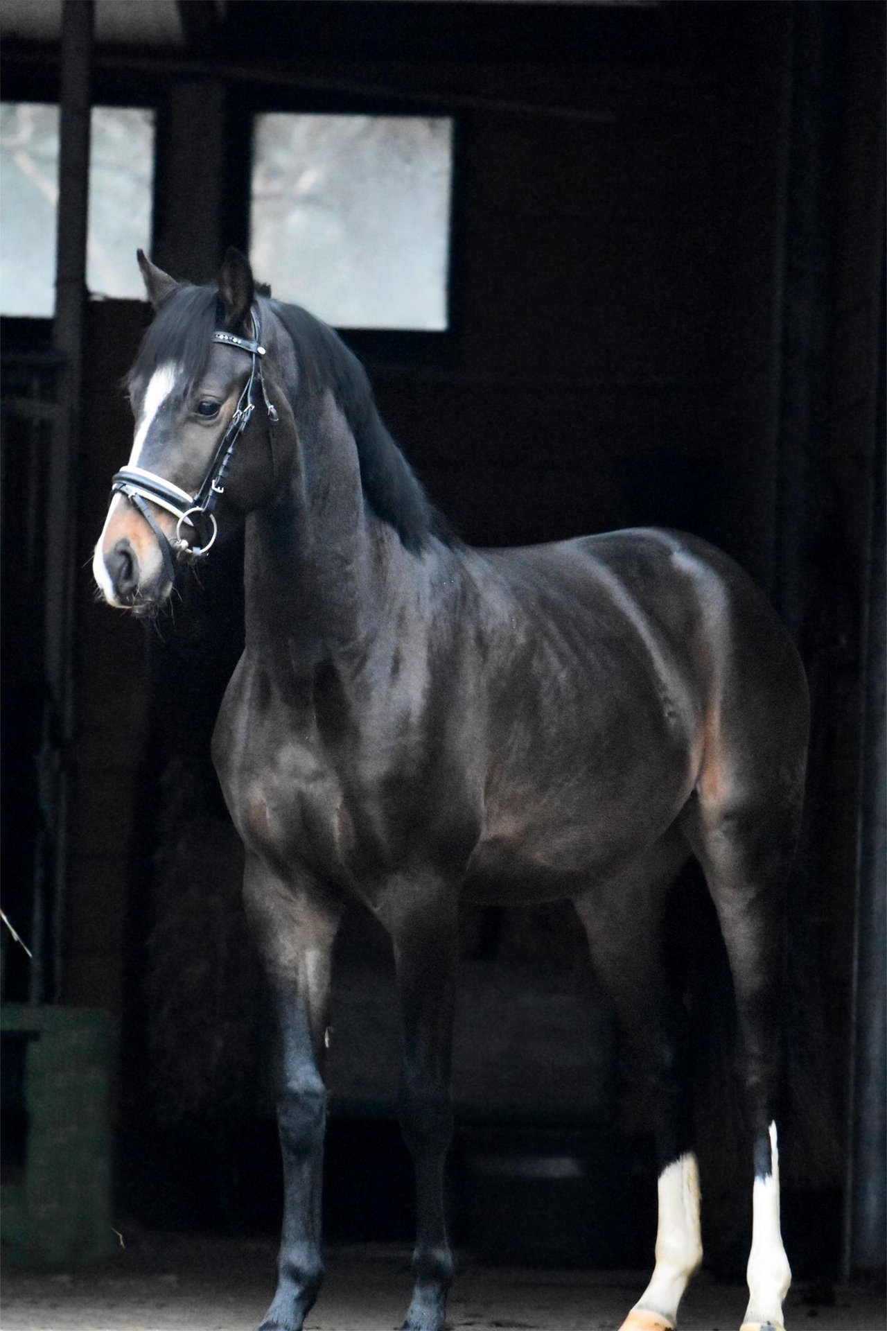 Hanoverian Gelding 3 years 14,3 hh Bay-Dark in Oerel