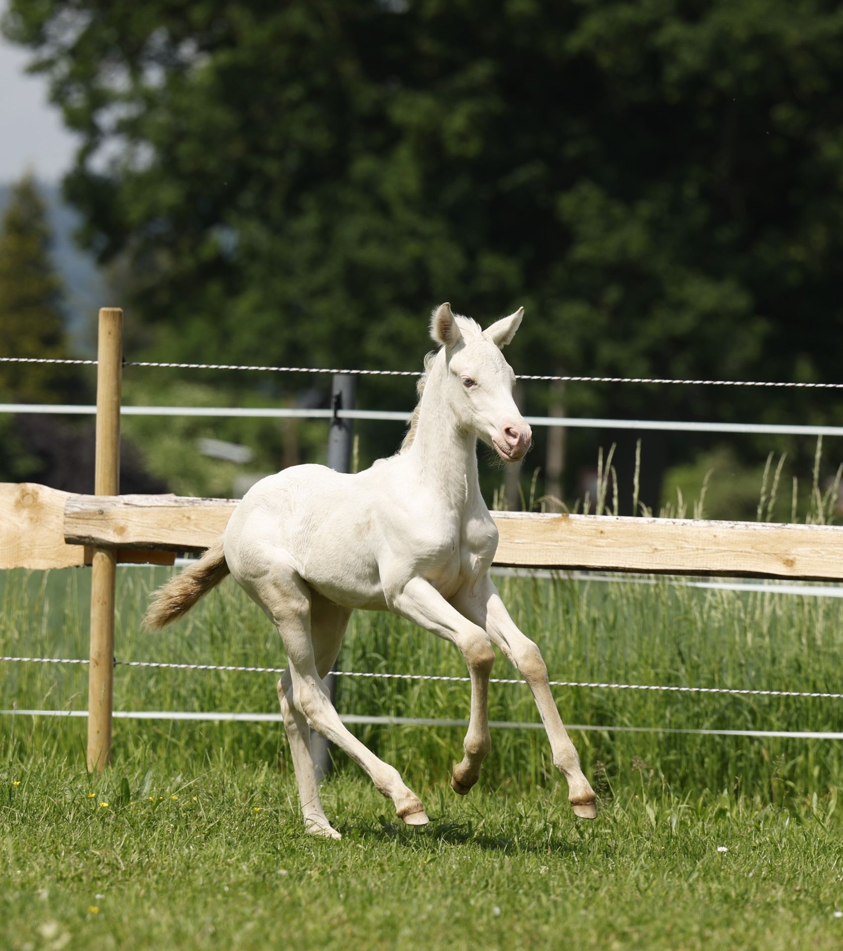 Azteca Mare Foal (04/2024) 15 hh Perlino in Rödinghausen