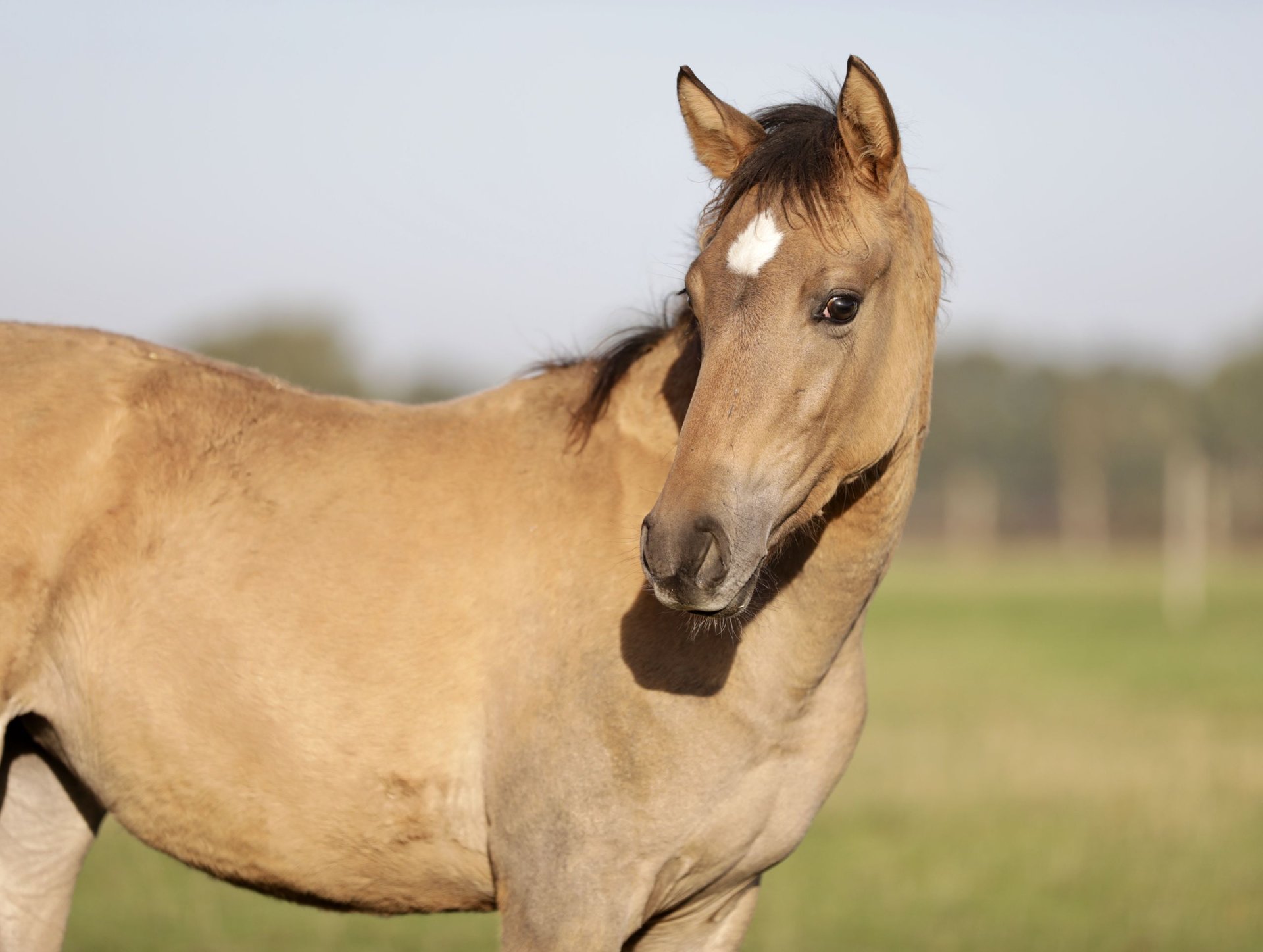 Mustang (amerikanisch) Mix Stute 3 Jahre 160 cm Falbe in Bassum
