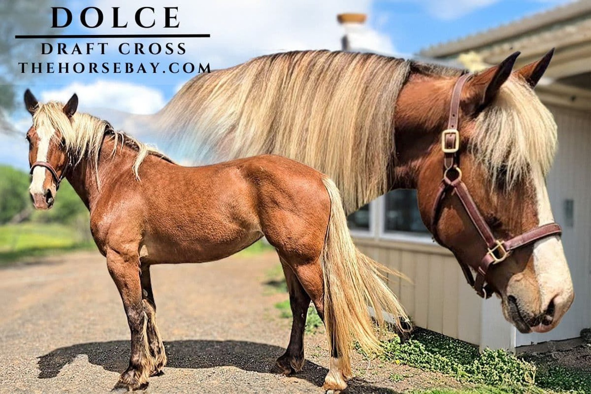 Draft Horse Mix Mare 6 years Bay in Jeffersonton, VA