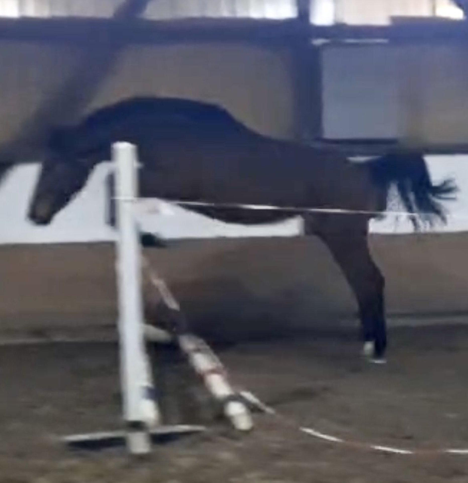 Oldenburger Springpferd Hengst 2 Jahre Brauner in Dahlenburg